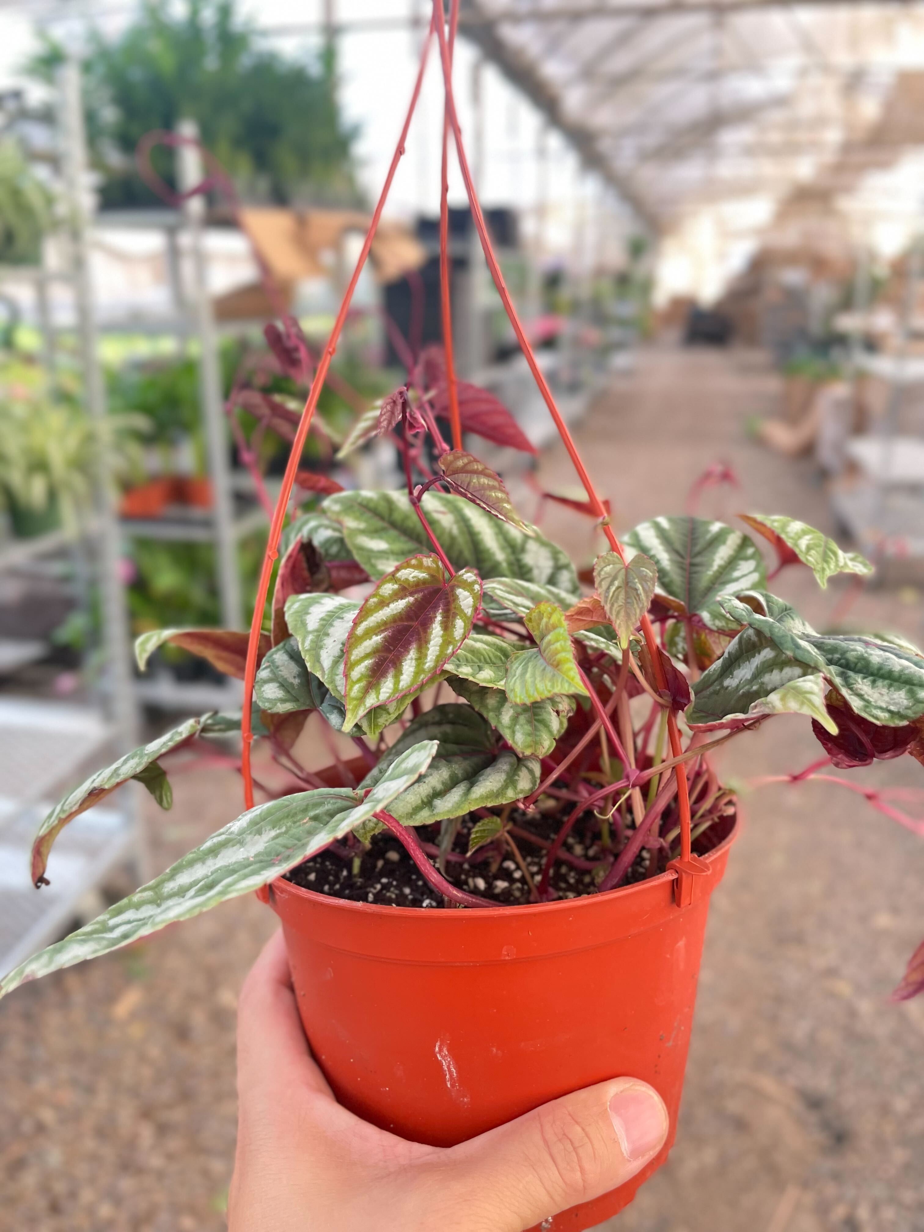 Begonia Rex Vine - 6" Pot – Northern Ridge Nursery