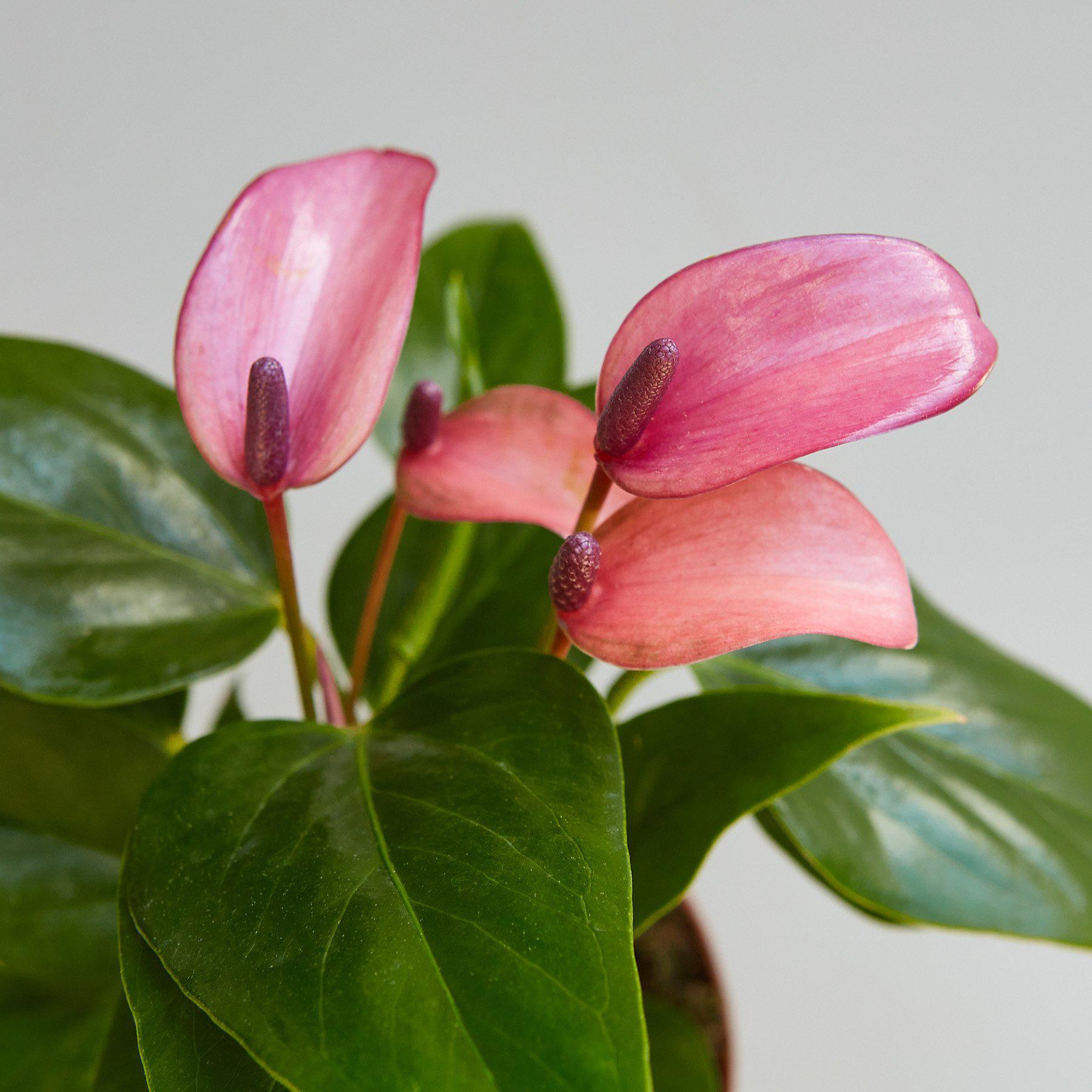 Anthurium 'Purple' – Northern Ridge Nursery