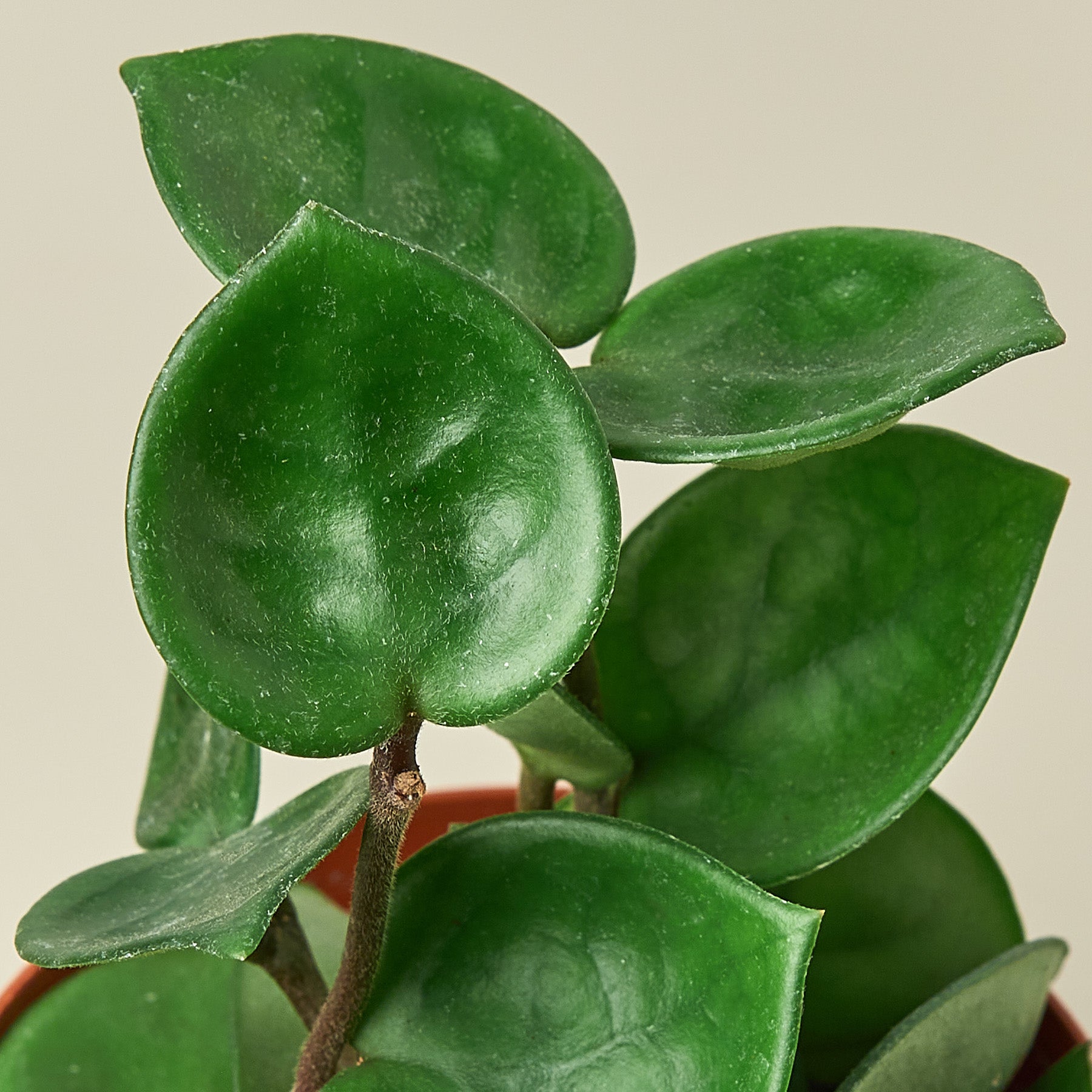 Hoya Carnosa 'Chelsea' – Northern Ridge Nursery