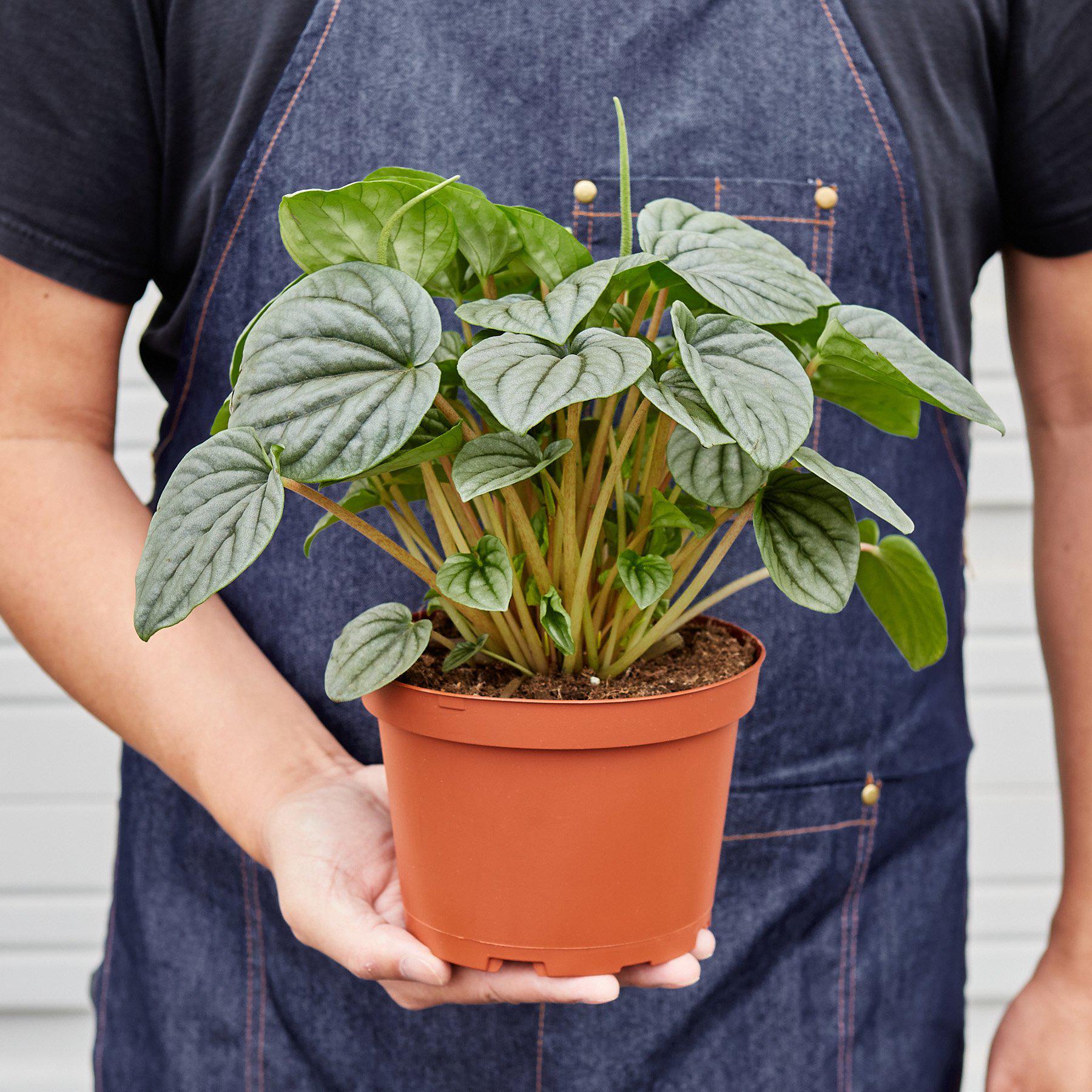 Peperomia 'Frost – Northern Ridge Nursery