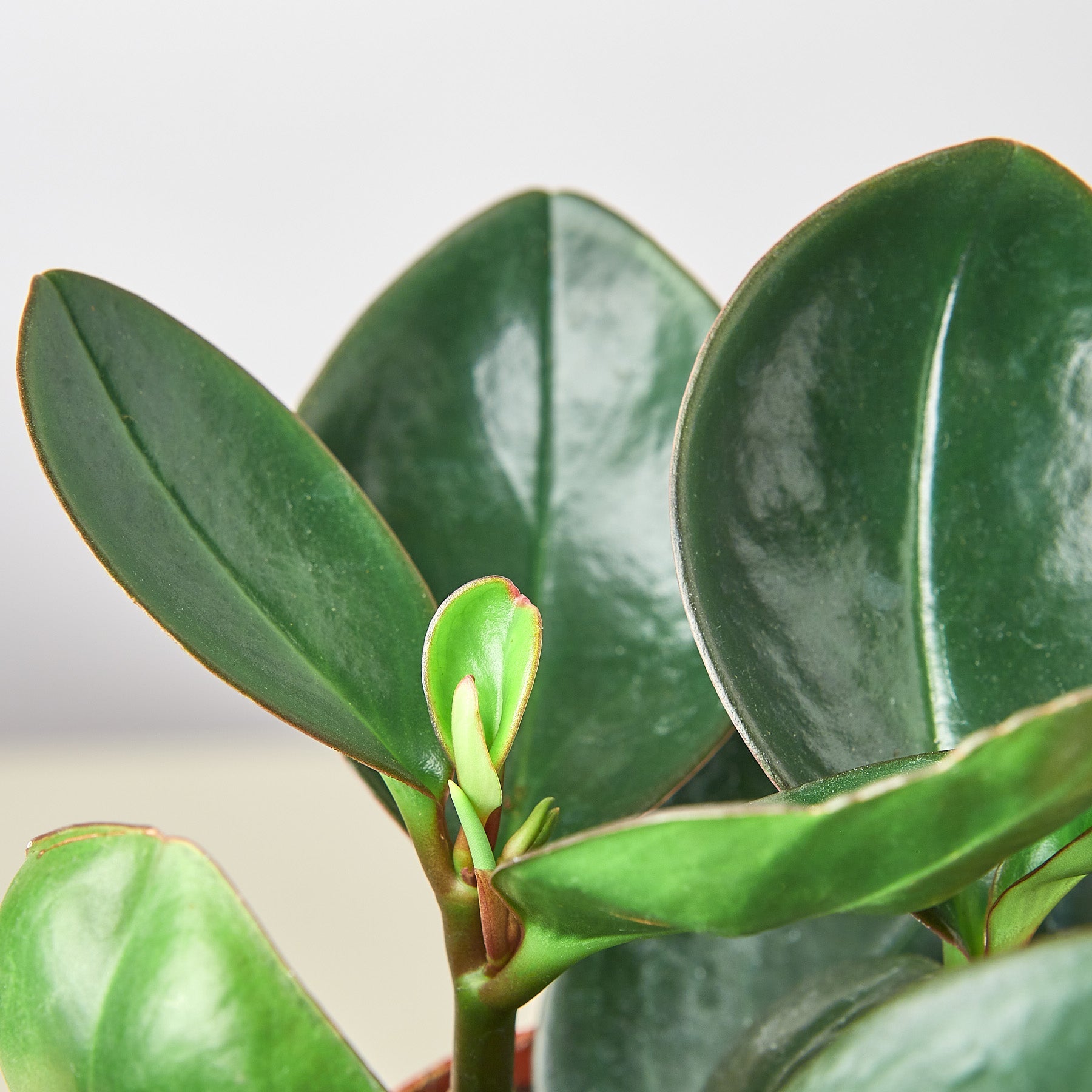 Peperomia Red Edge – Northern Ridge Nursery