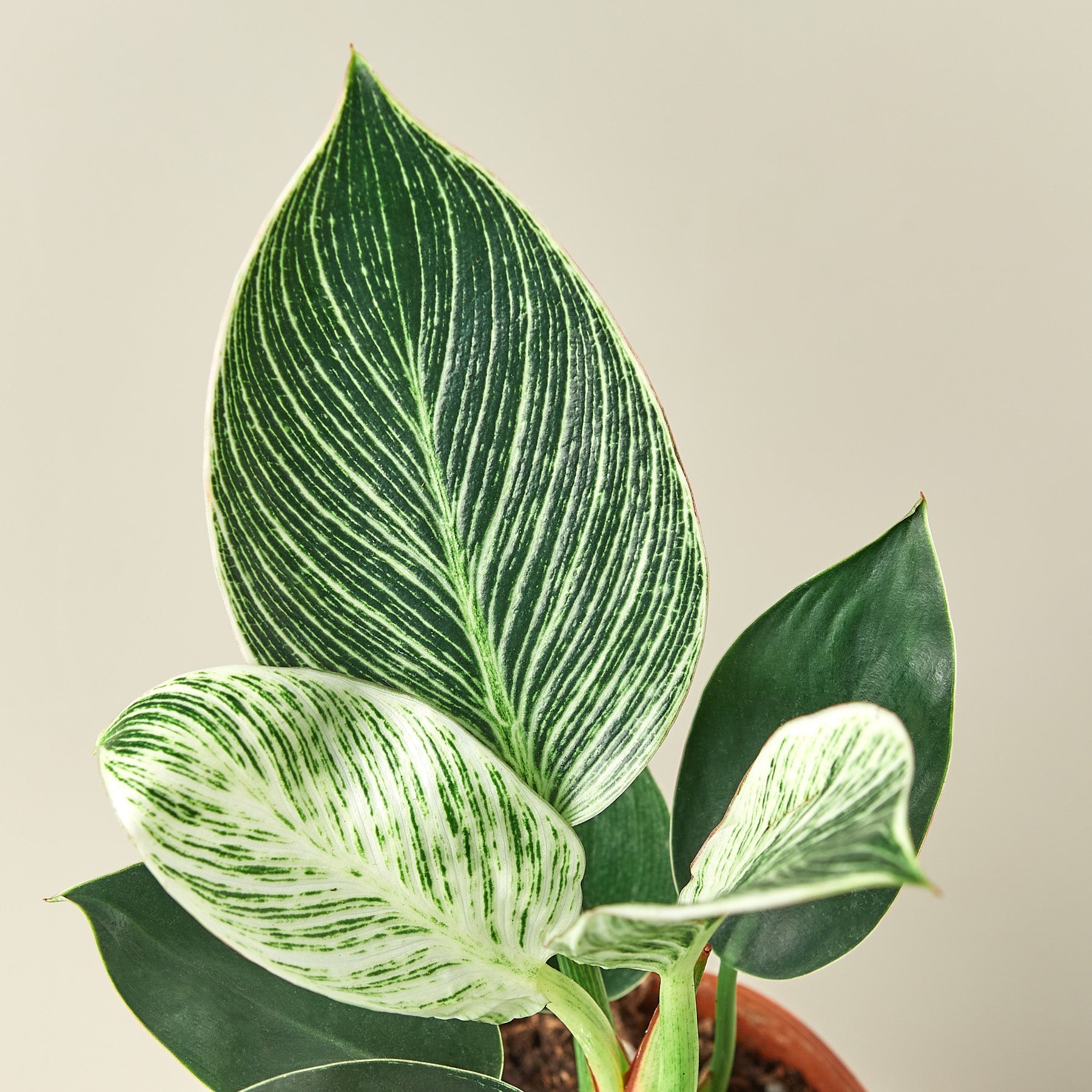 Philodendron 'Birkin' – Northern Ridge Nursery