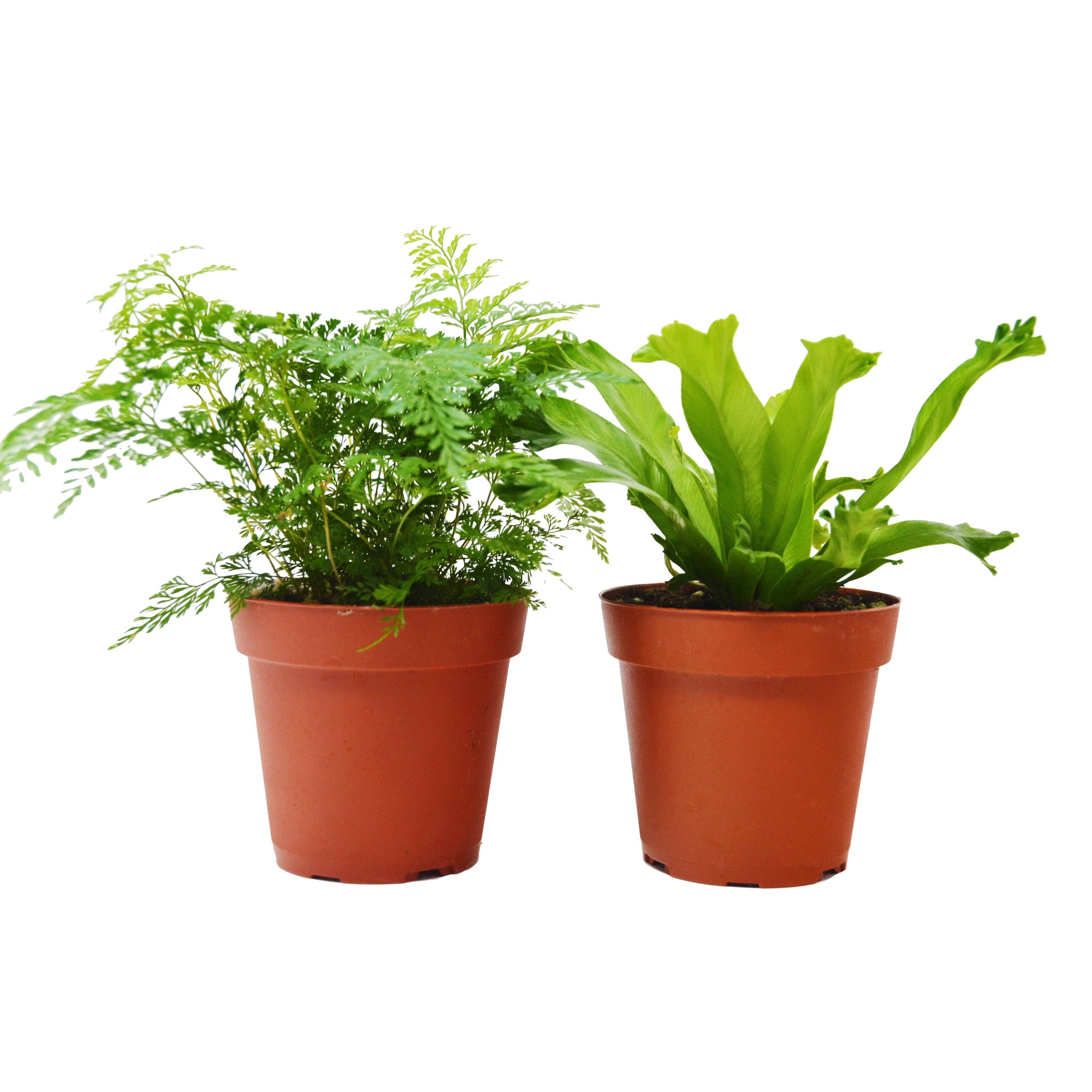 2 Fern Variety Pack - Live Plants - FREE Care Guide - 4" Pot - House P ...