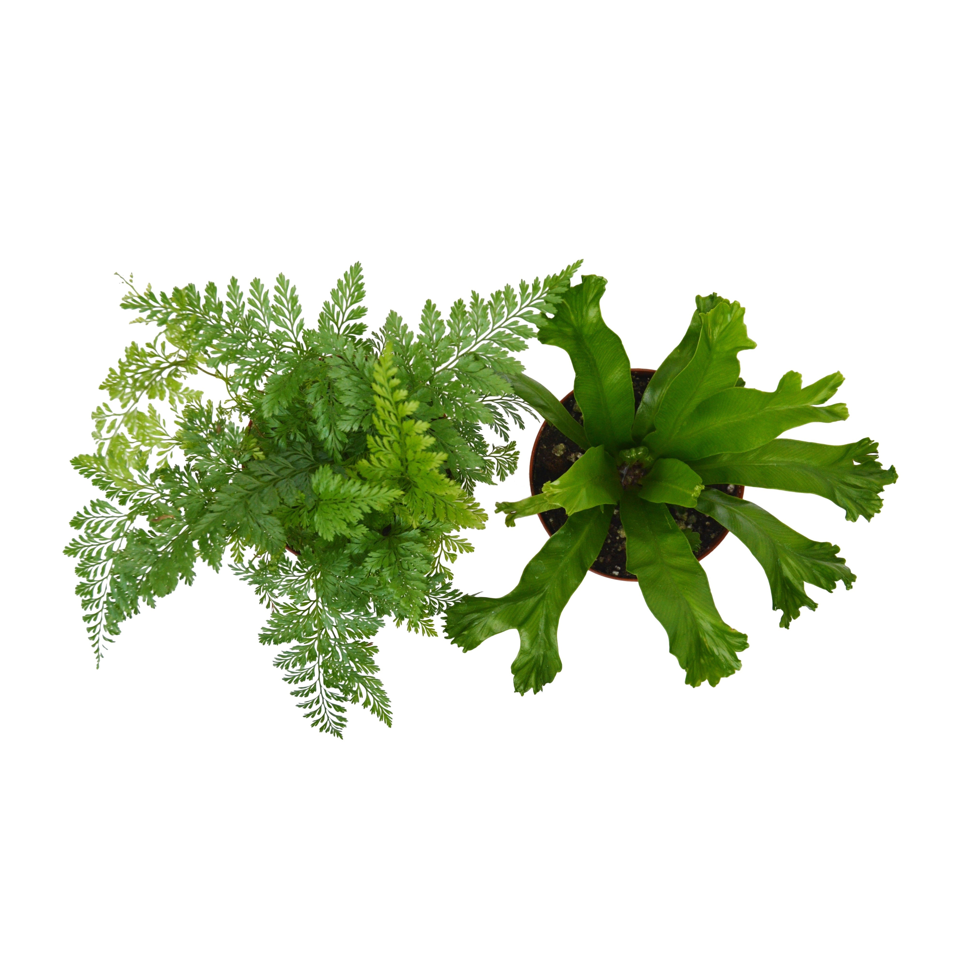2 Fern Variety Pack - Live Plants - FREE Care Guide - 4" Pot - House P ...