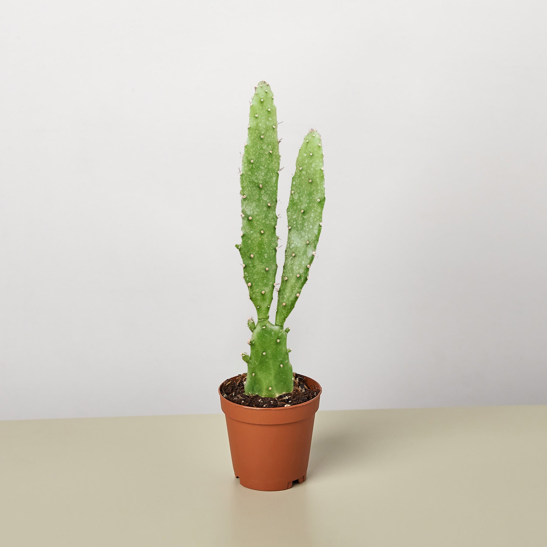 Drooping Prickly Pear Cactus – Northern Ridge Nursery