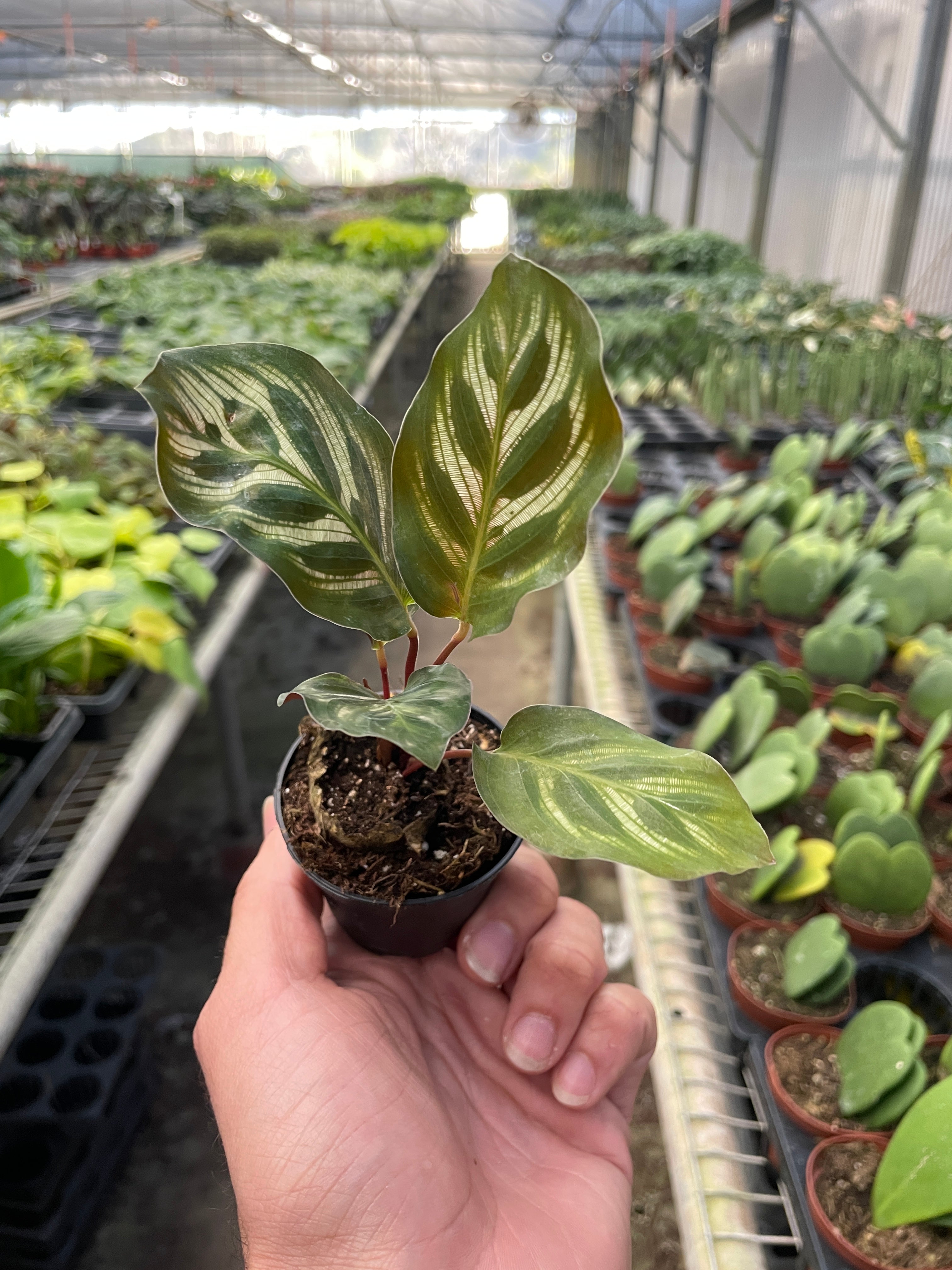 Calathea 'Makoyana' – Northern Ridge Nursery