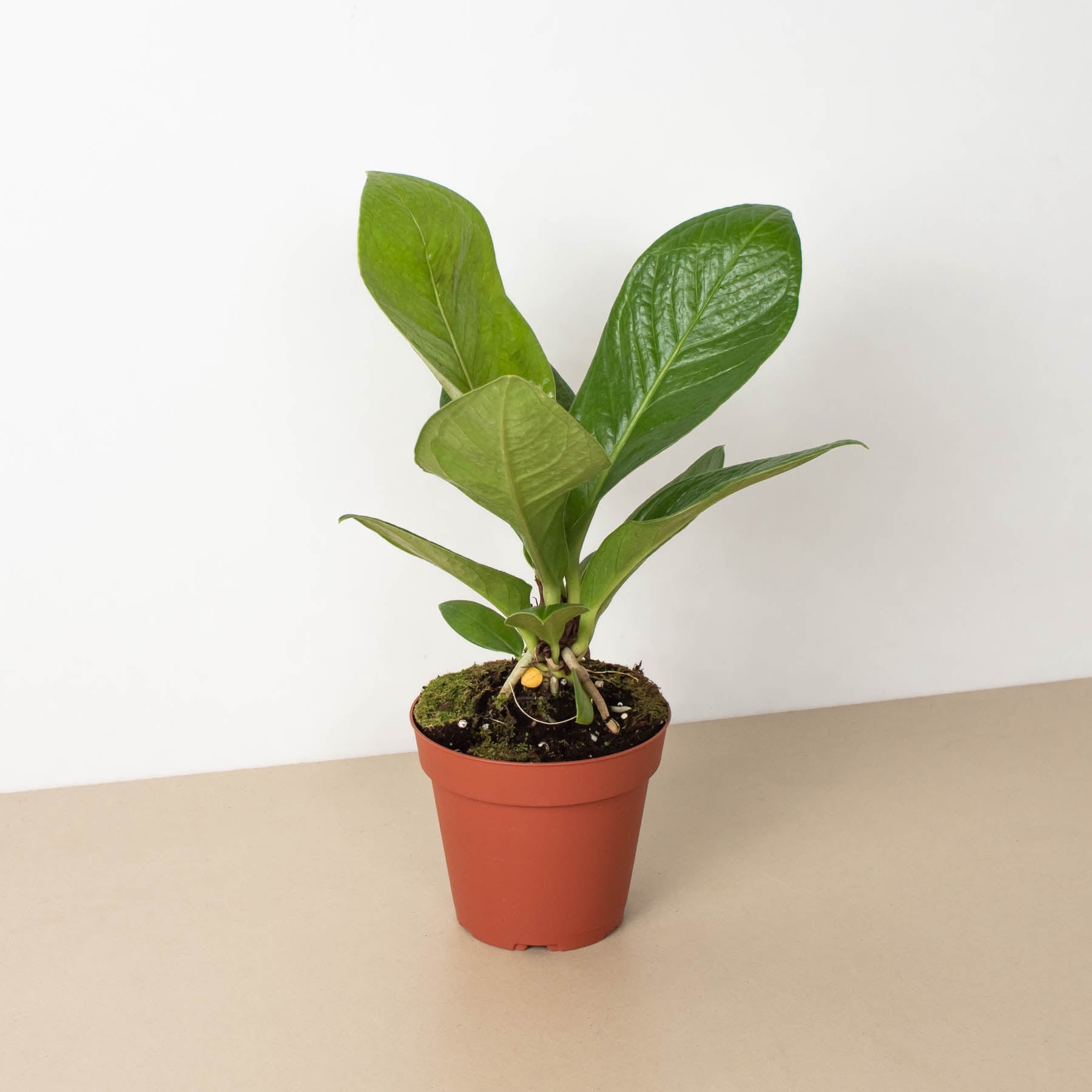 Anthurium 'Cobra' – Northern Ridge Nursery