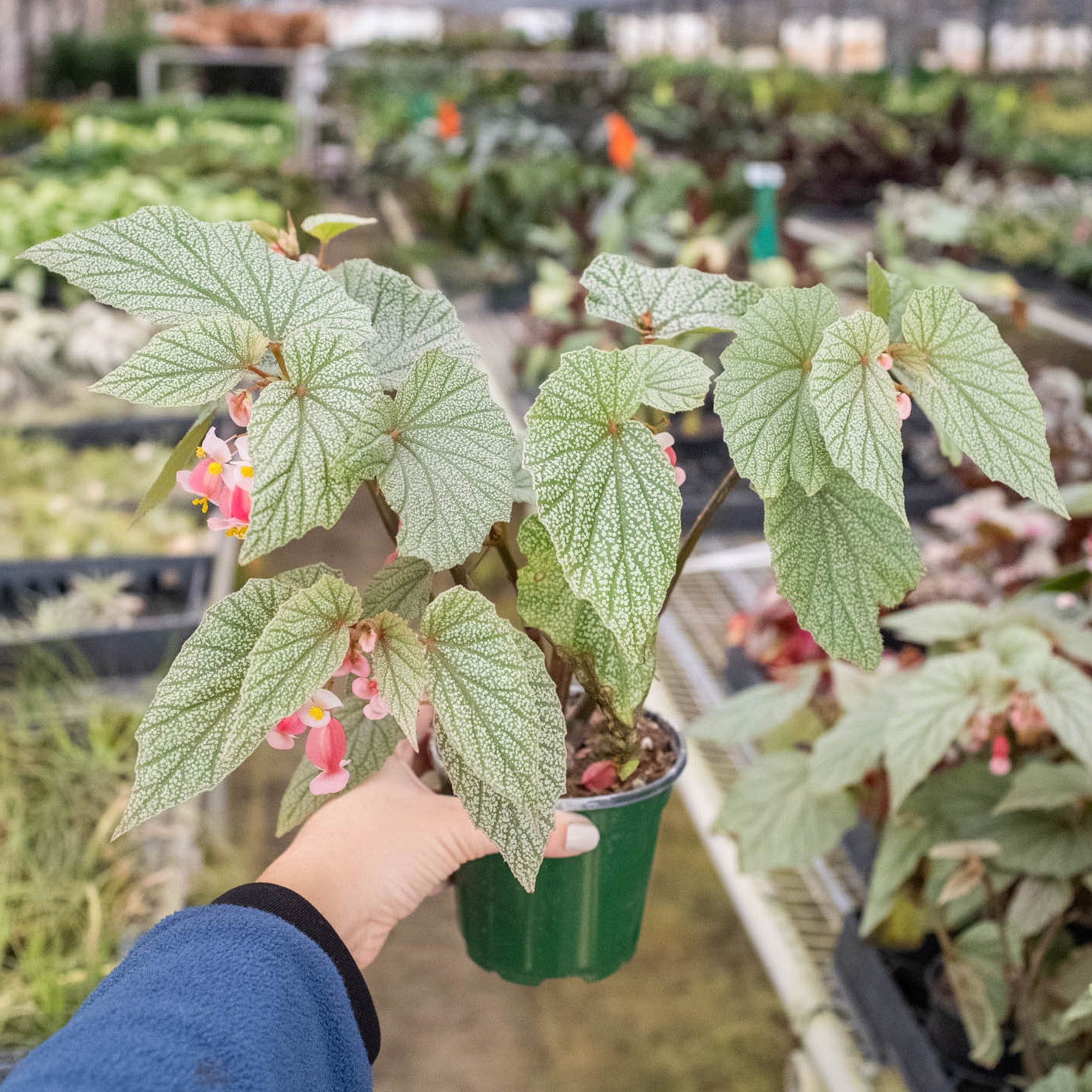 Begonia 'Frosty' – Northern Ridge Nursery