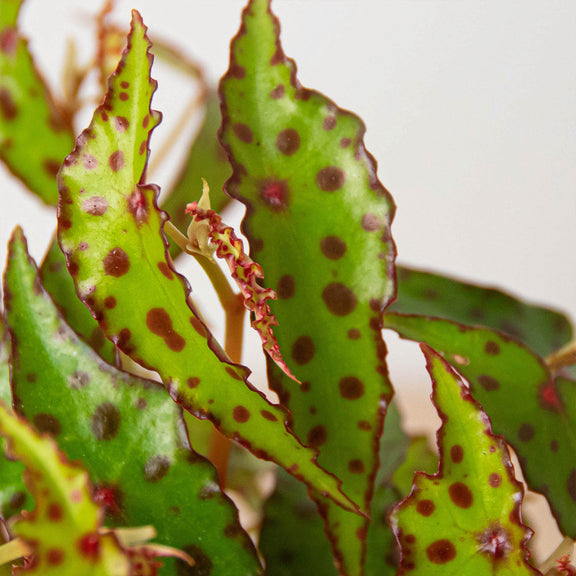 Begonia 'Pink Spotted' – Northern Ridge Nursery