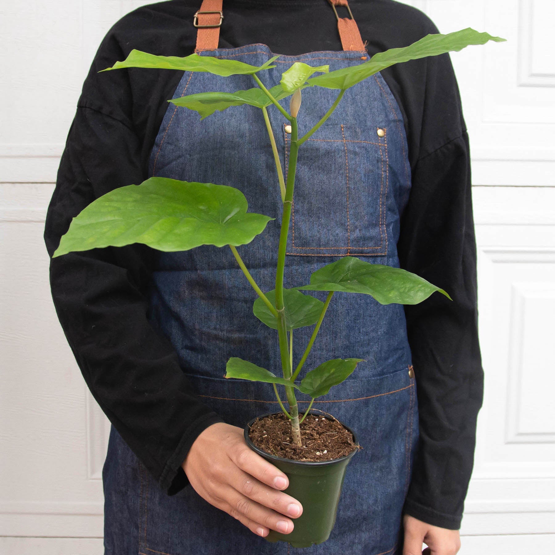 Ficus 'Umbellata' – Northern Ridge Nursery