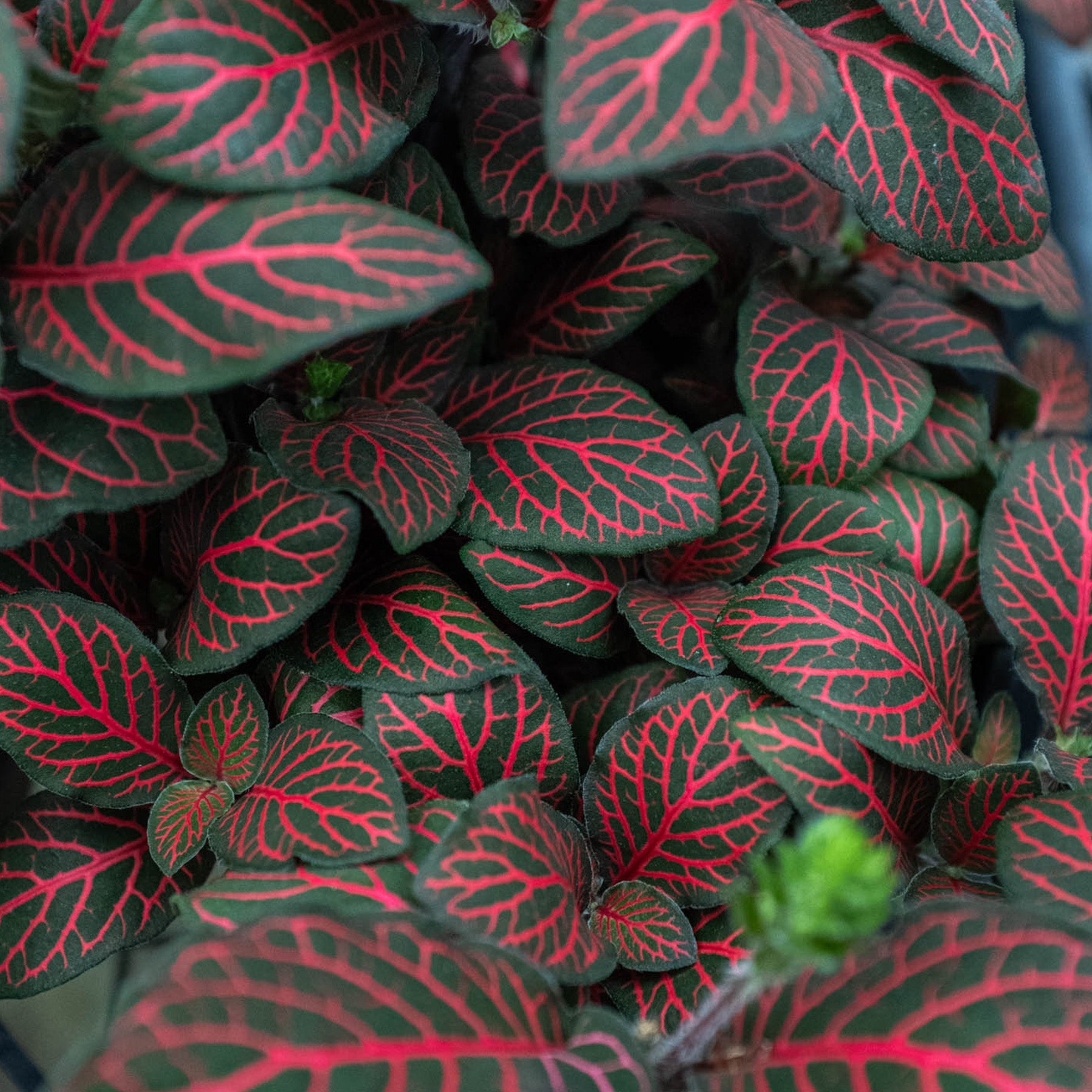 Fittonia 'Red' – Northern Ridge Nursery