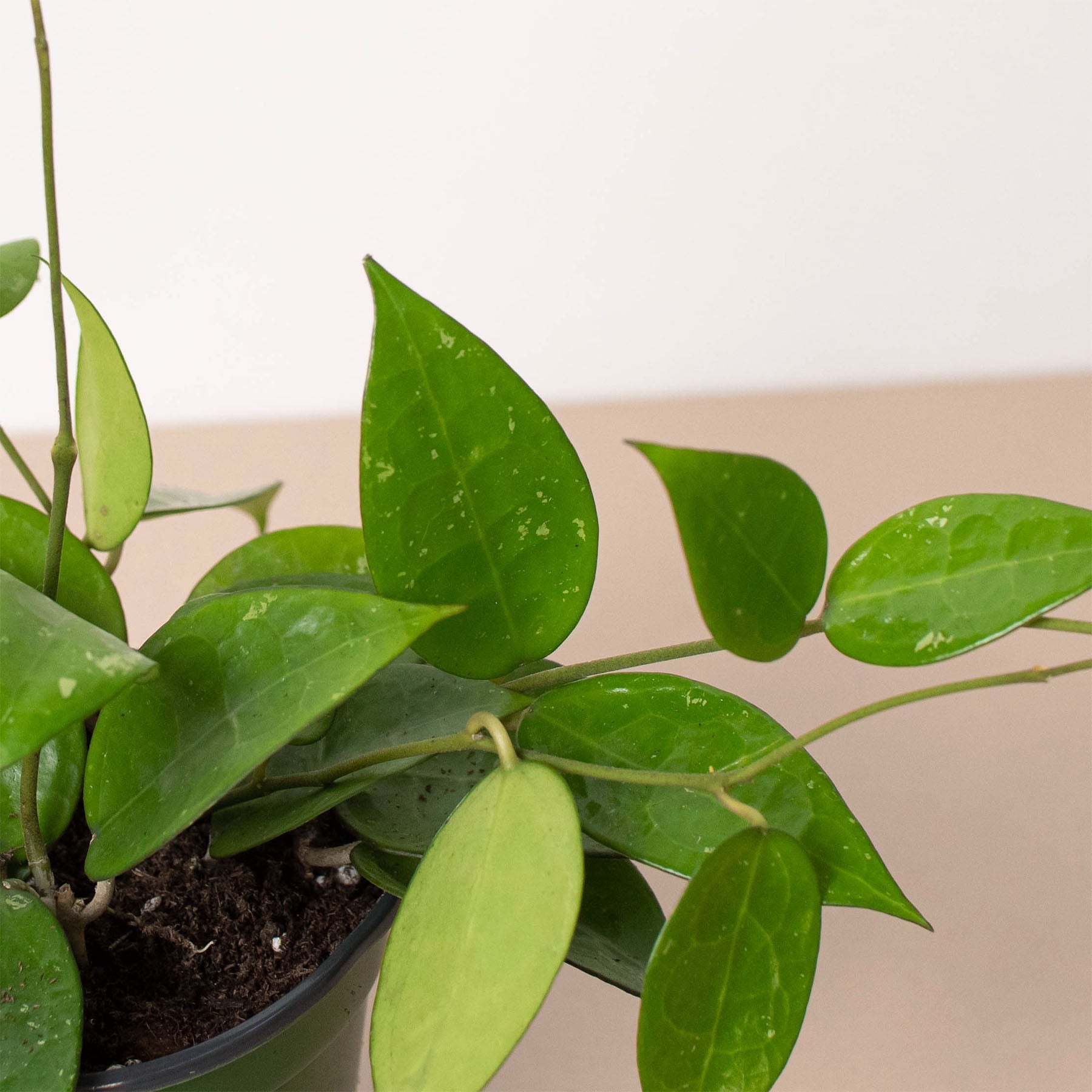 Hoya parasitica 'Black Margin' – Northern Ridge Nursery