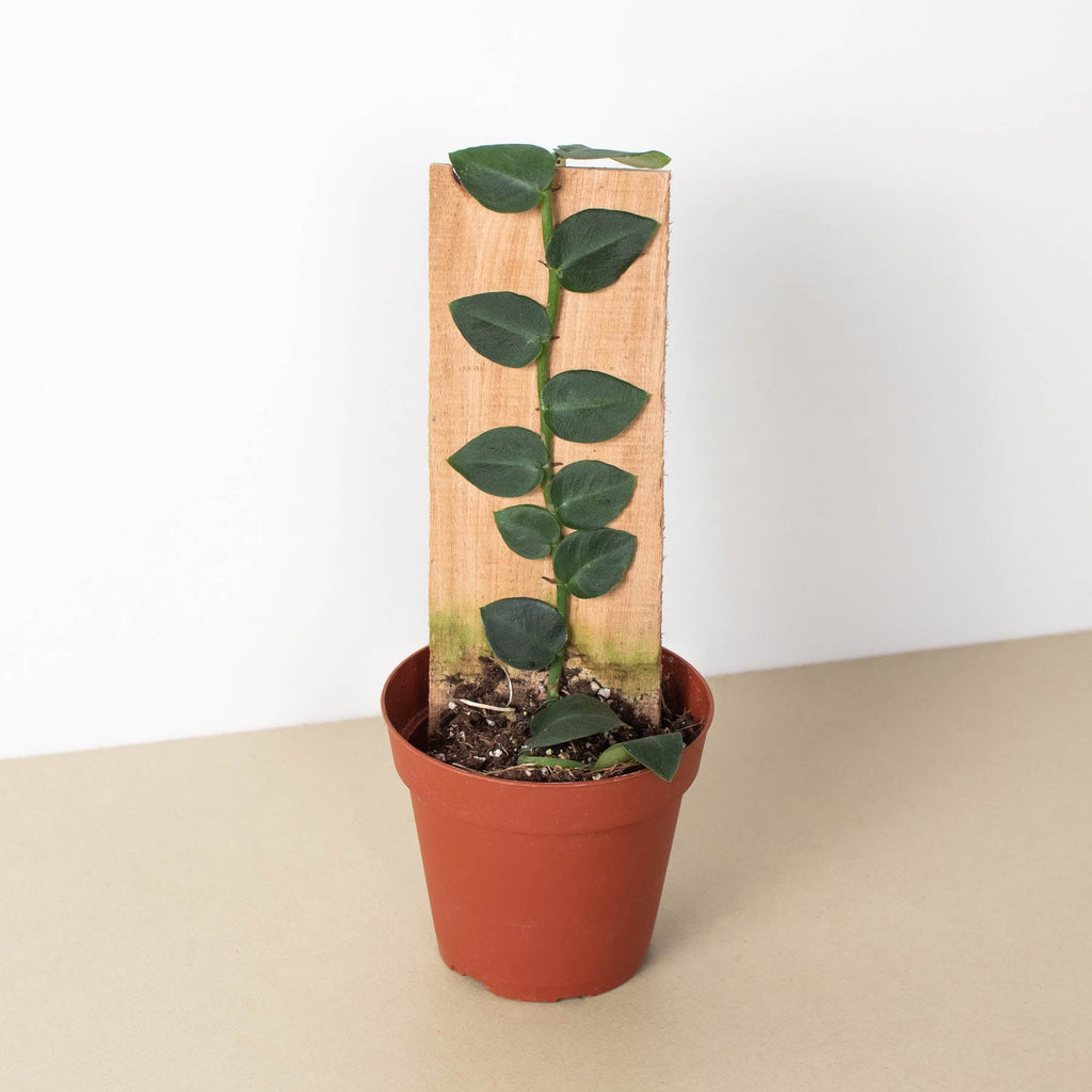 Rhaphidophora 'Hayi' (Shingle Plant) – Northern Ridge Nursery