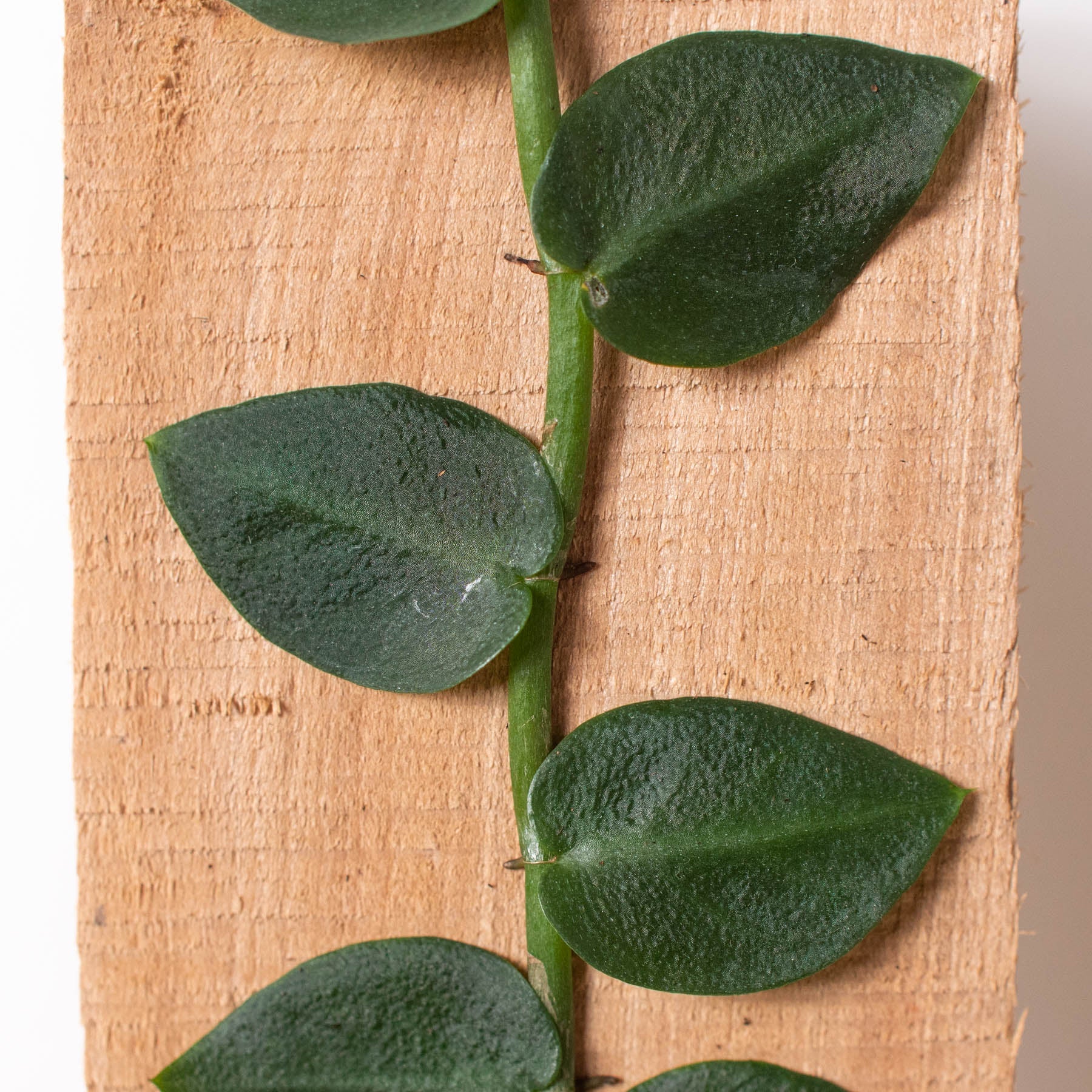 Rhaphidophora 'Hayi' (Shingle Plant) – Northern Ridge Nursery