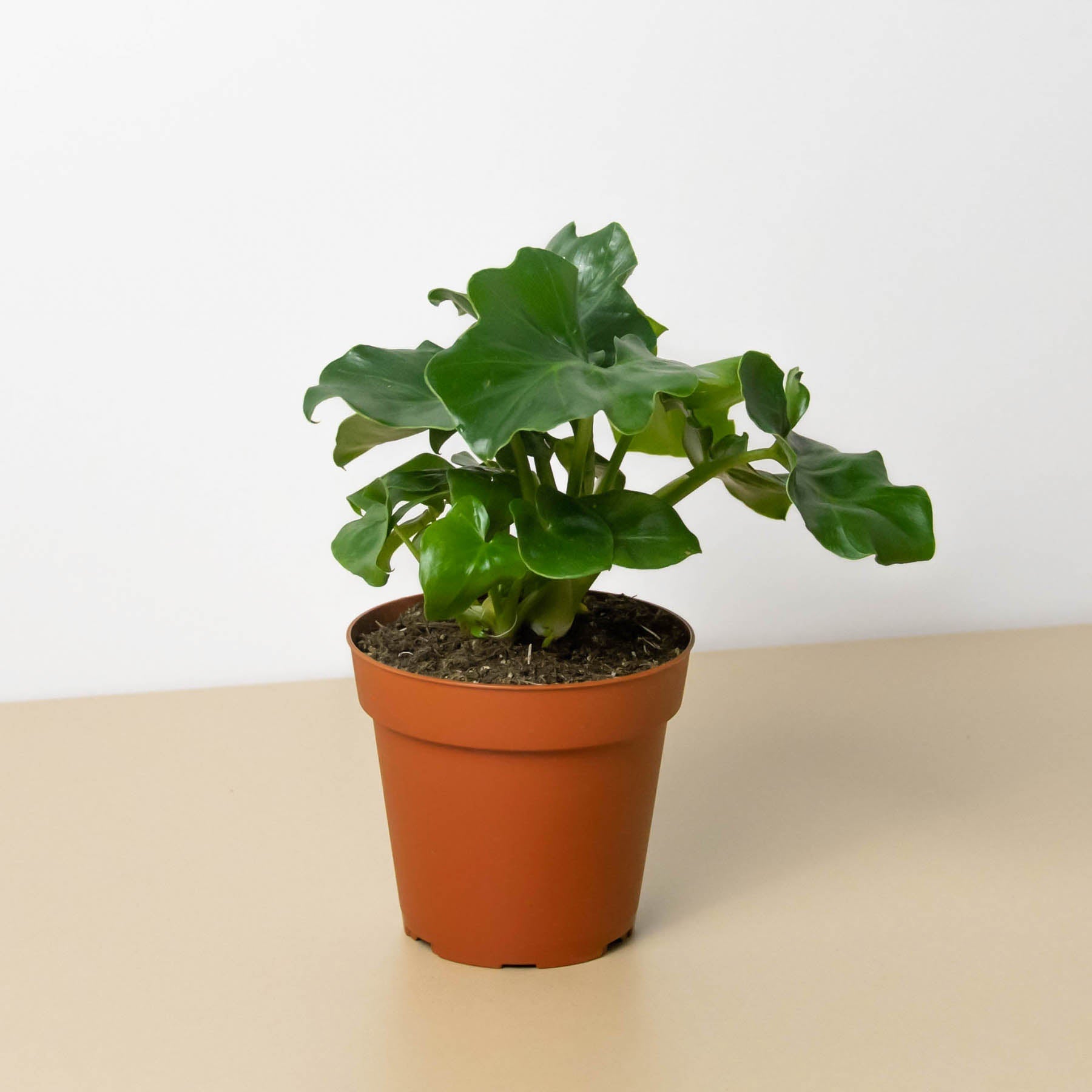 Philodendron 'Atom' – Northern Ridge Nursery