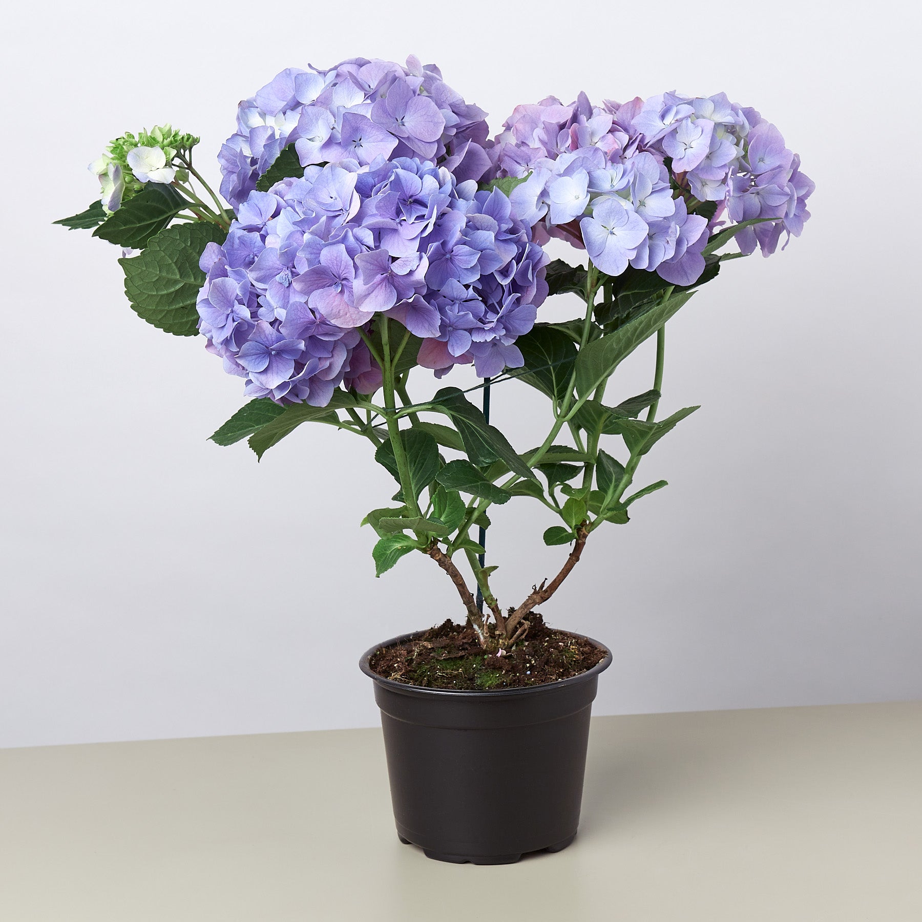 Blue Hydrangea – Northern Ridge Nursery