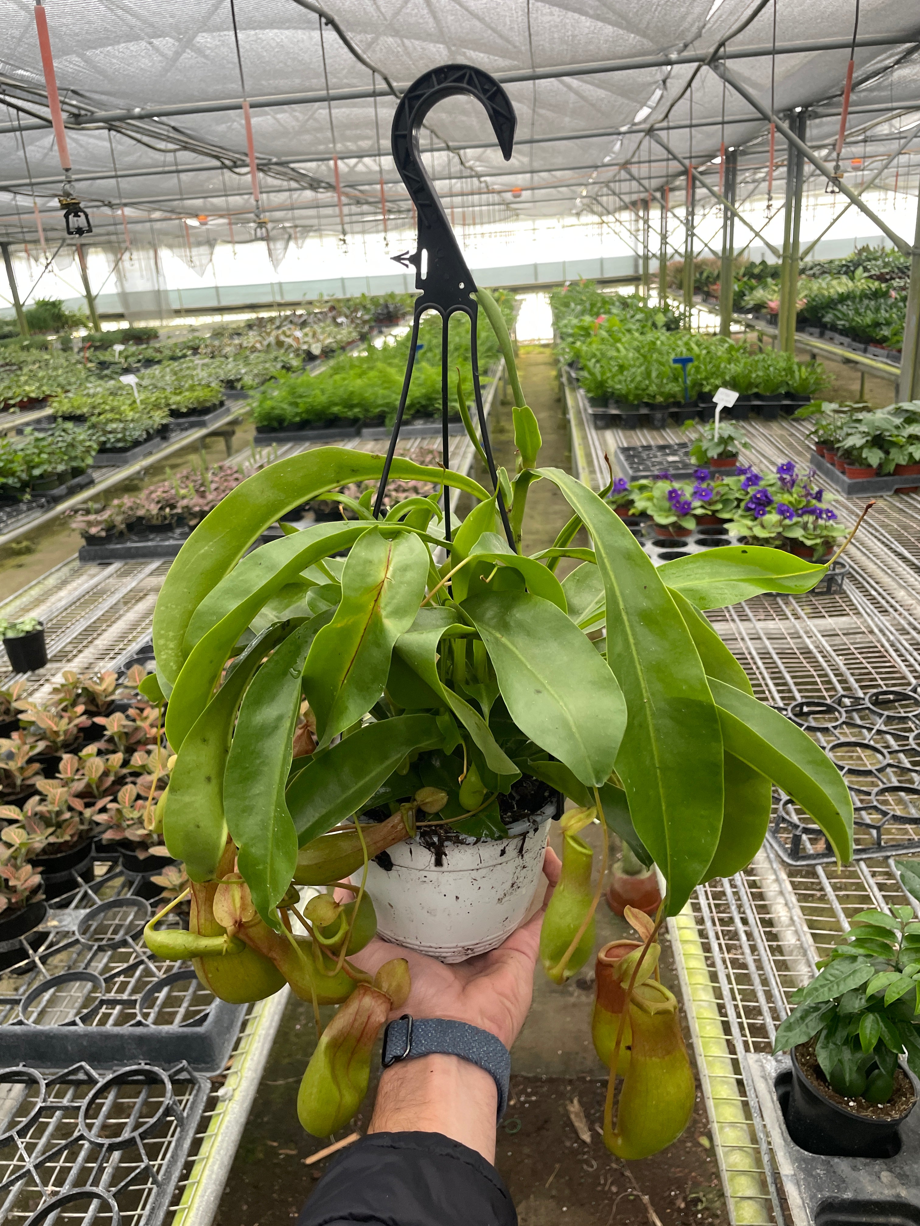 Carnivorous 'Monkey Cup' Plant – Northern Ridge Nursery