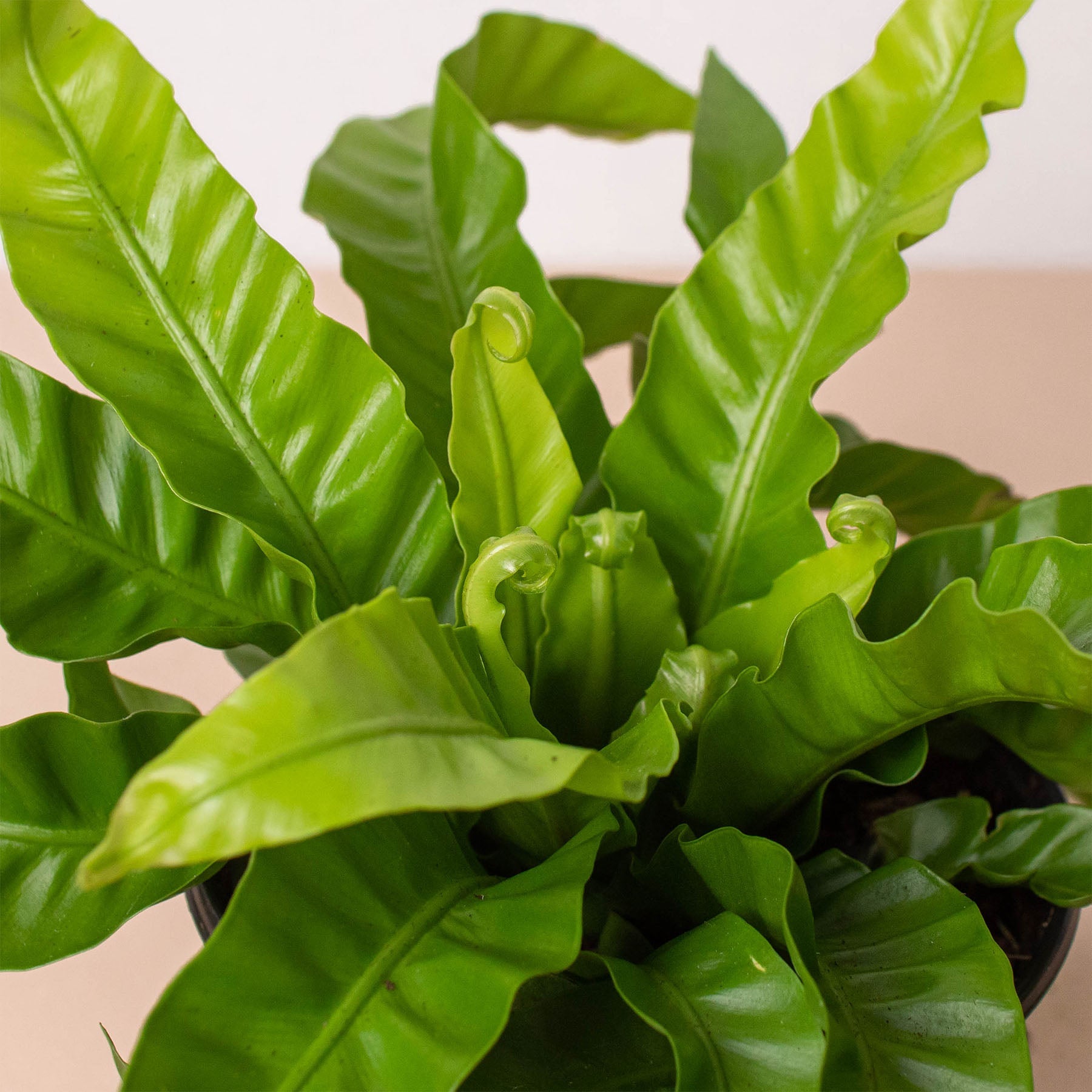 Fern 'Bird's Nest Hurricane' – Northern Ridge Nursery