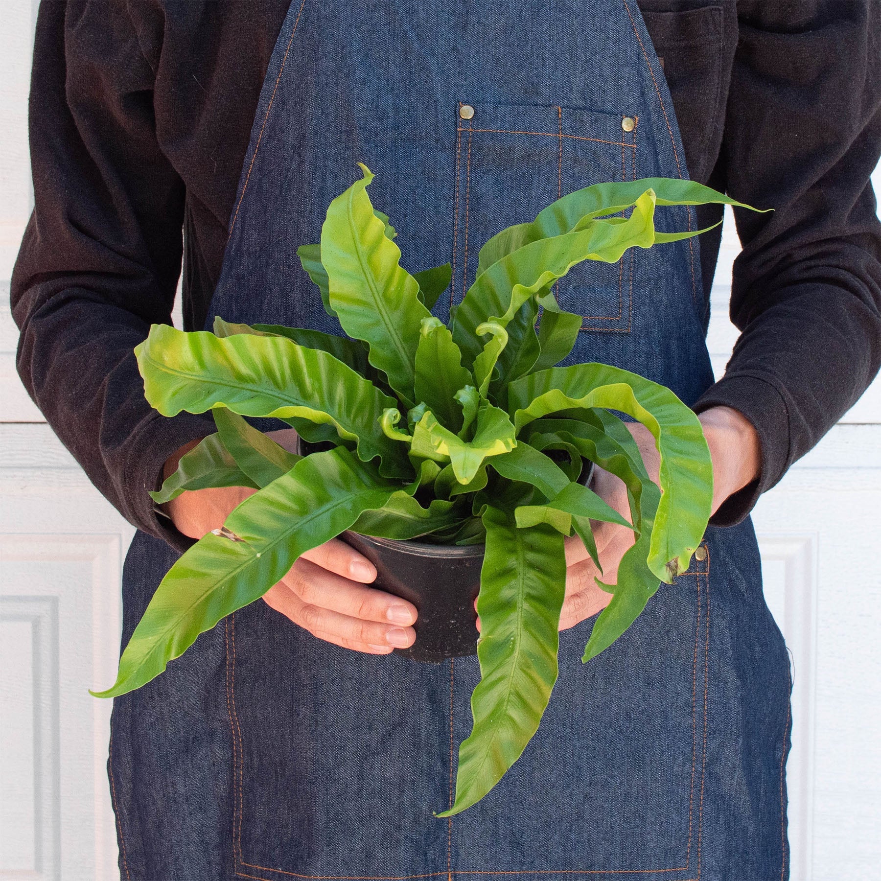 Fern 'Bird's Nest Hurricane' – Northern Ridge Nursery