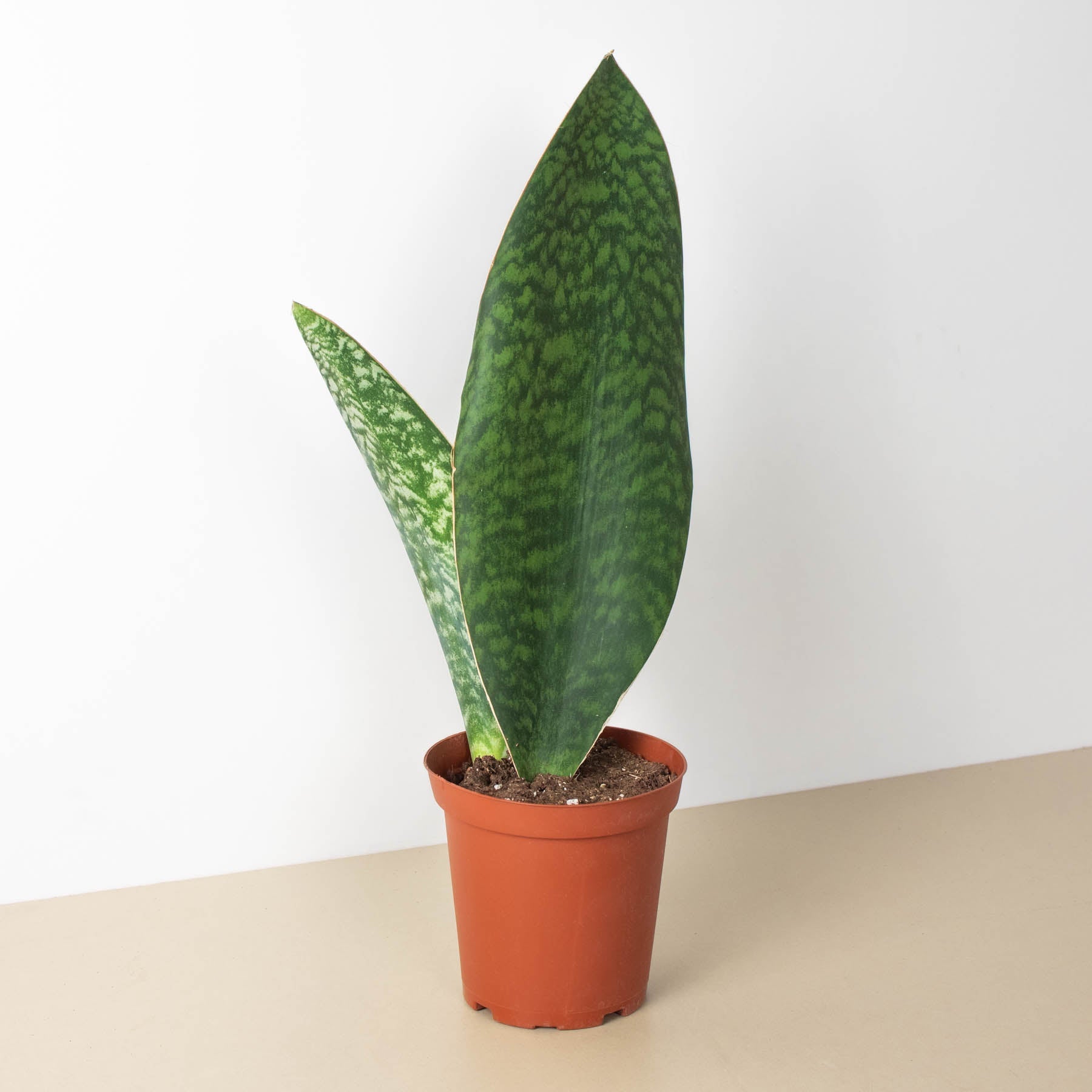 Shark Fin Snake Plant – Northern Ridge Nursery