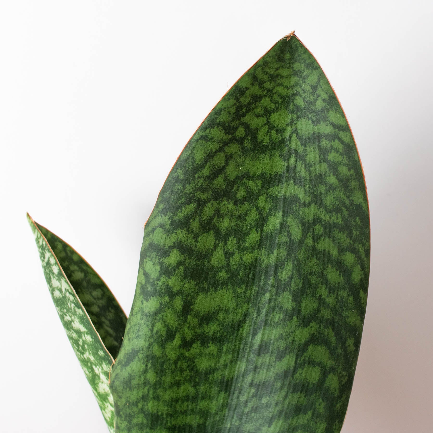 Shark Fin Snake Plant – Northern Ridge Nursery