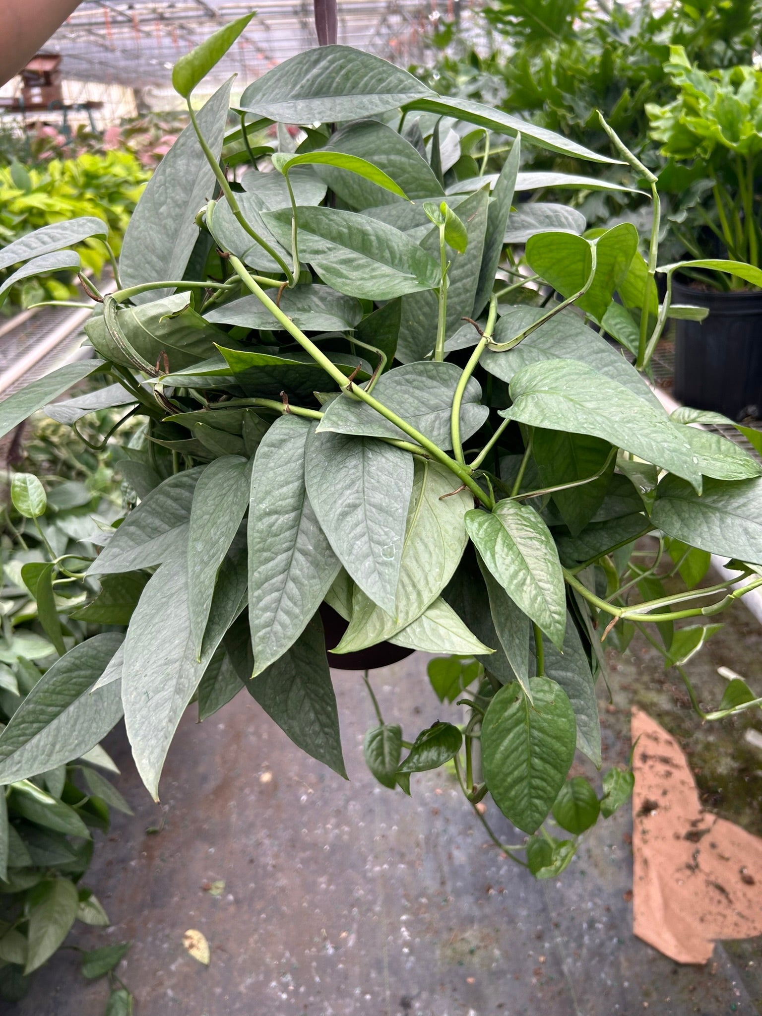 Pothos 'Cebu Blue' – Northern Ridge Nursery
