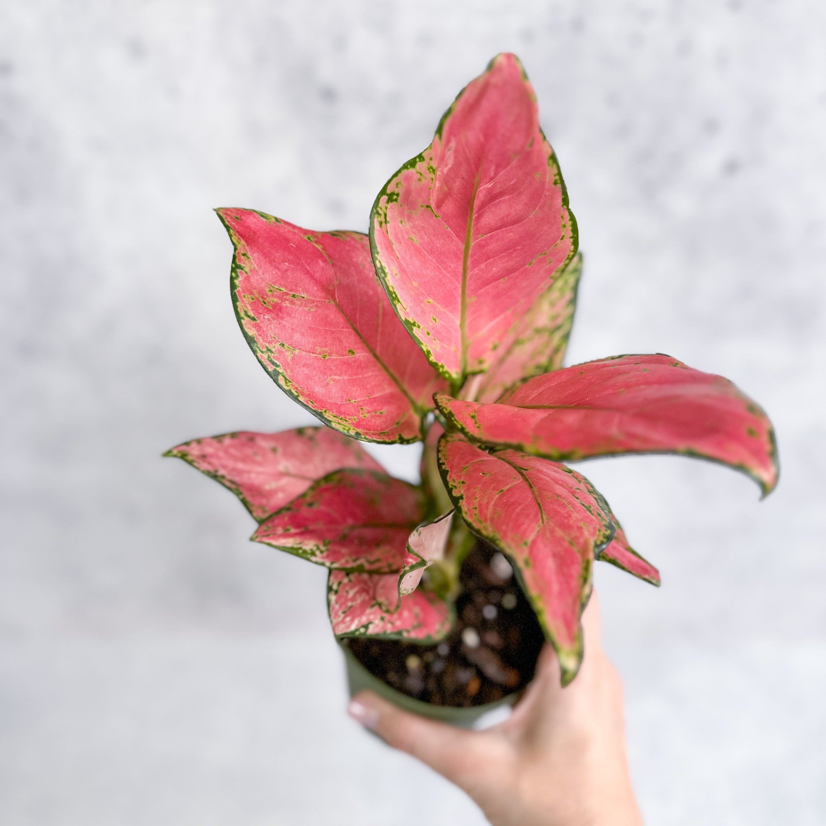 Aglaonema Pink Lady Valentine Chinese Evergreen Hybrid – Northern Ridge ...