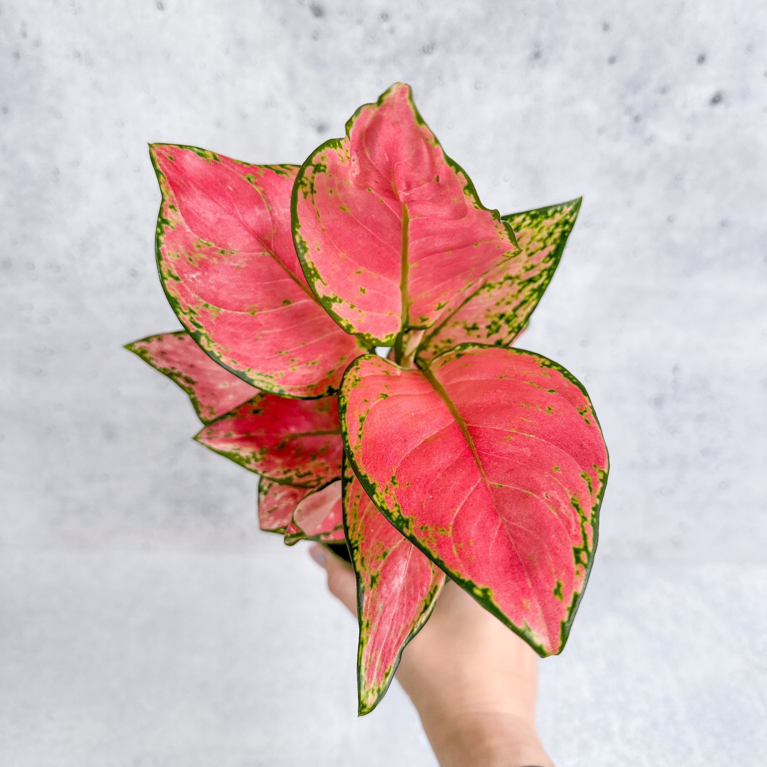 Aglaonema Pink Lady Valentine Chinese Evergreen Hybrid – Northern Ridge ...