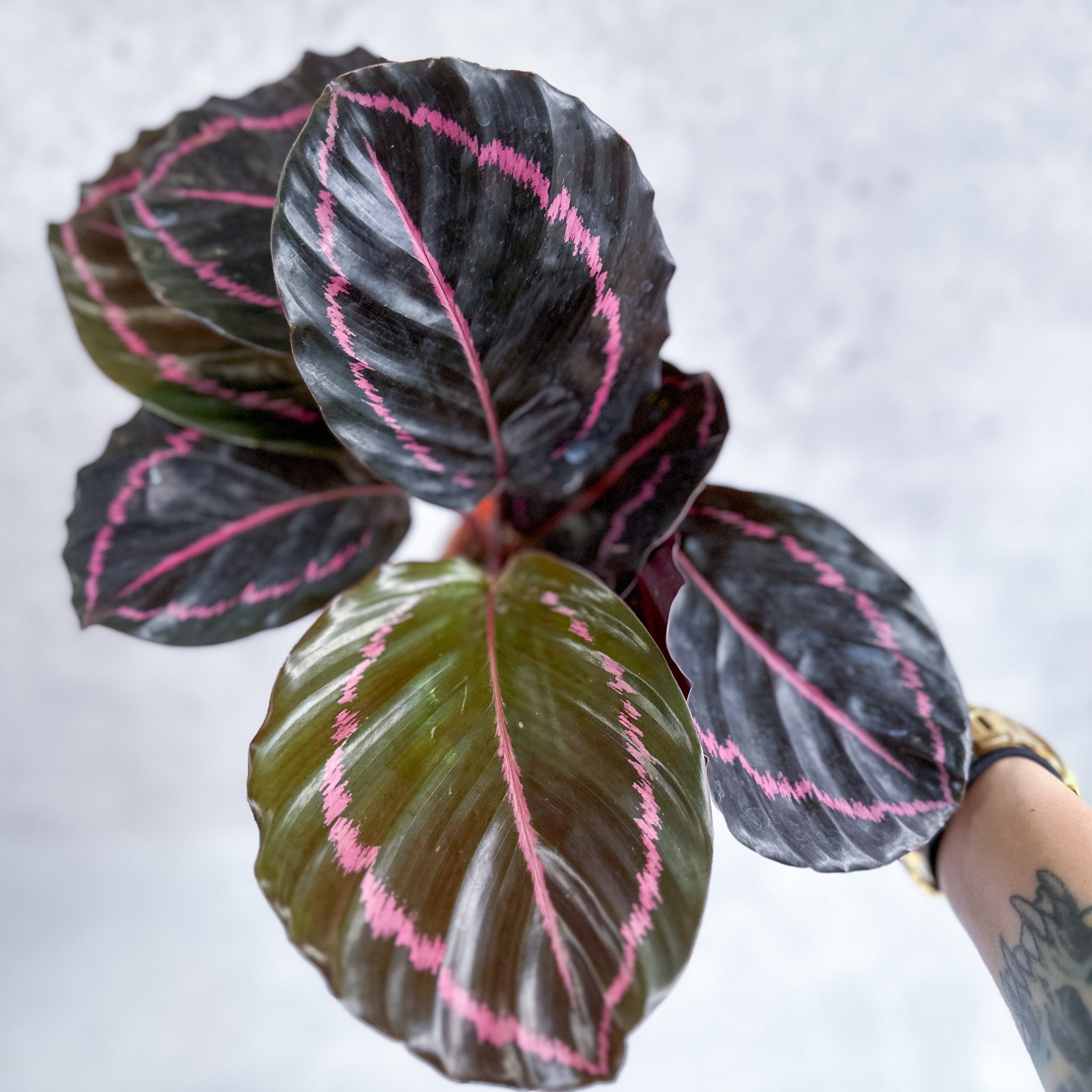 Calathea Roseopicta 'Dottie' Drama Queen – Northern Ridge Nursery
