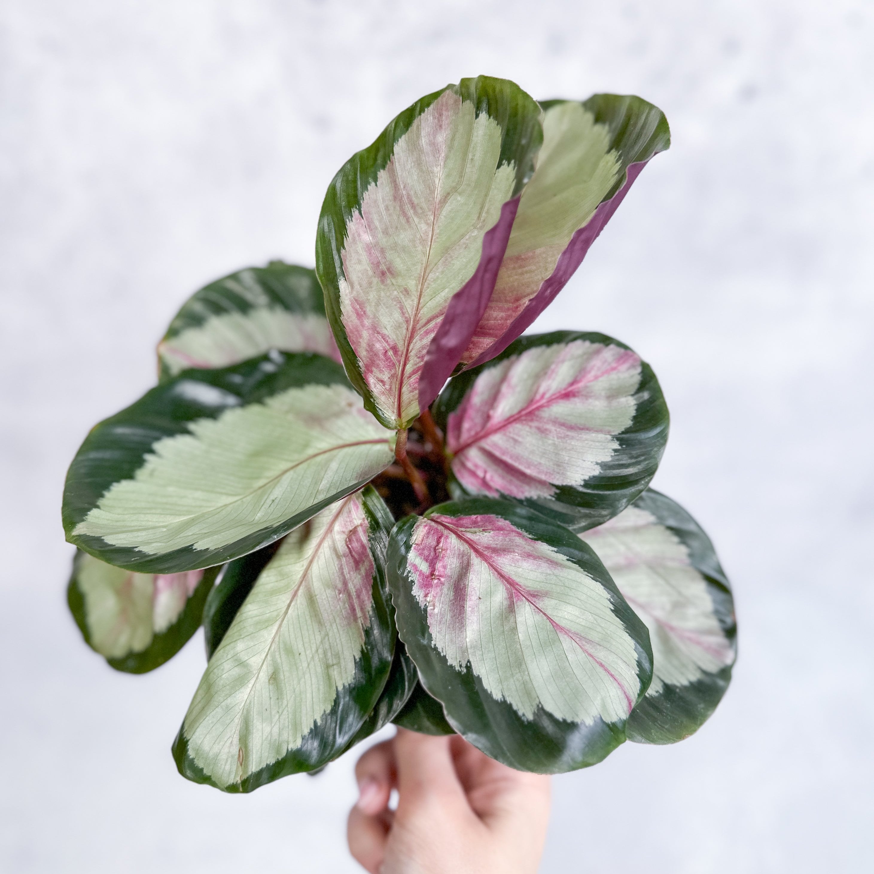 Calathea 'Rosy' - Rosy Calathea - 6 Inch – Northern Ridge Nursery