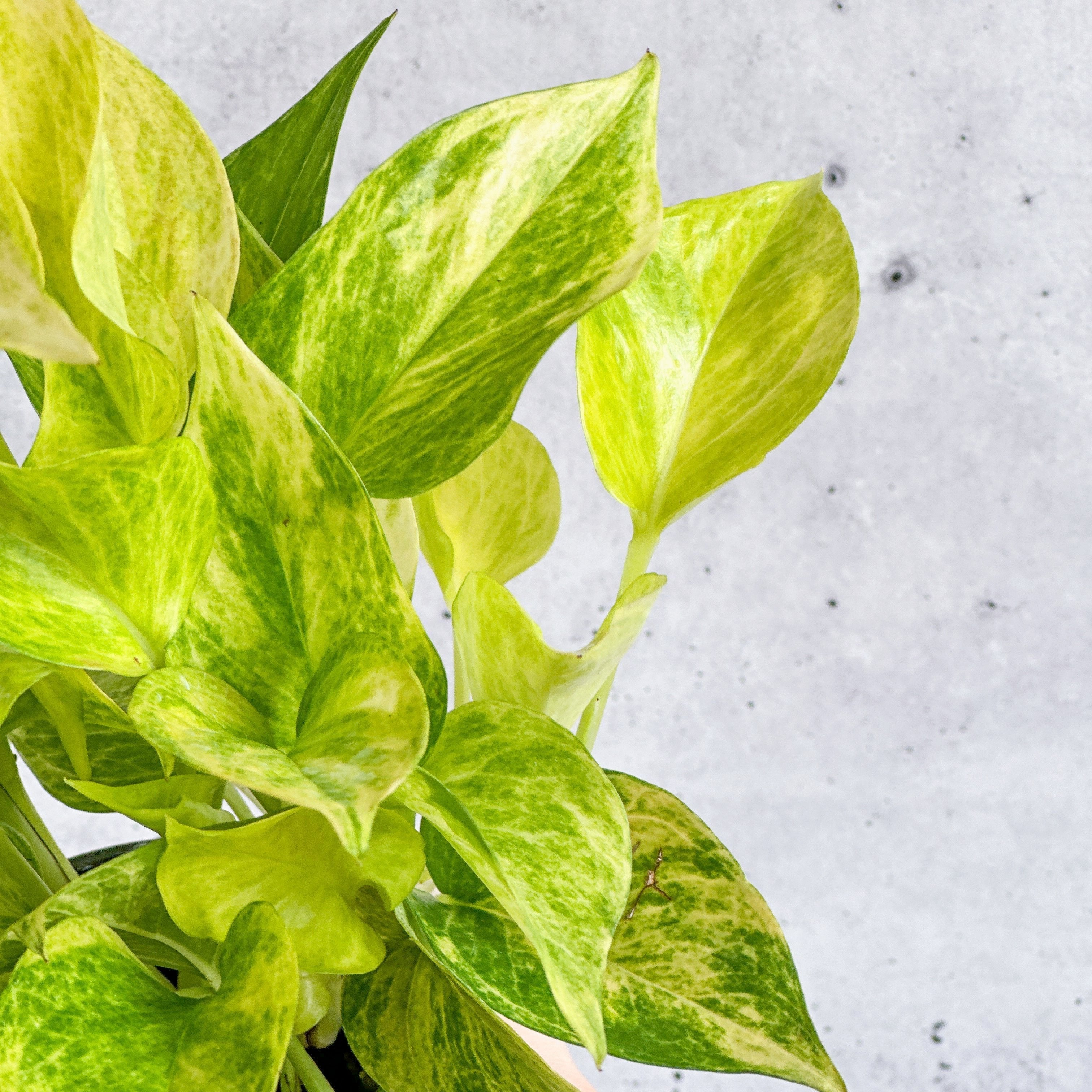 Epipremnum Aureum 'Neon Queen' Pothos - Various Sizes – Northern Ridge ...