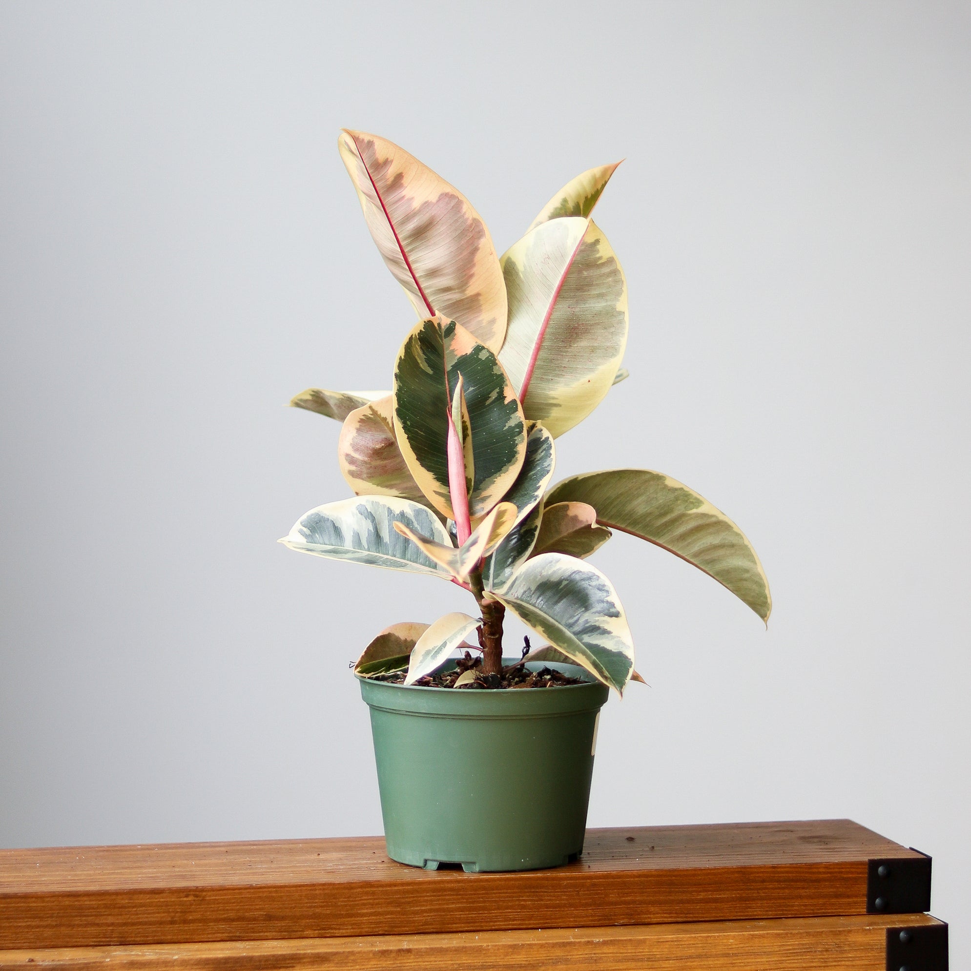 Ficus Tineke 'India Rubber Plant' – Northern Ridge Nursery