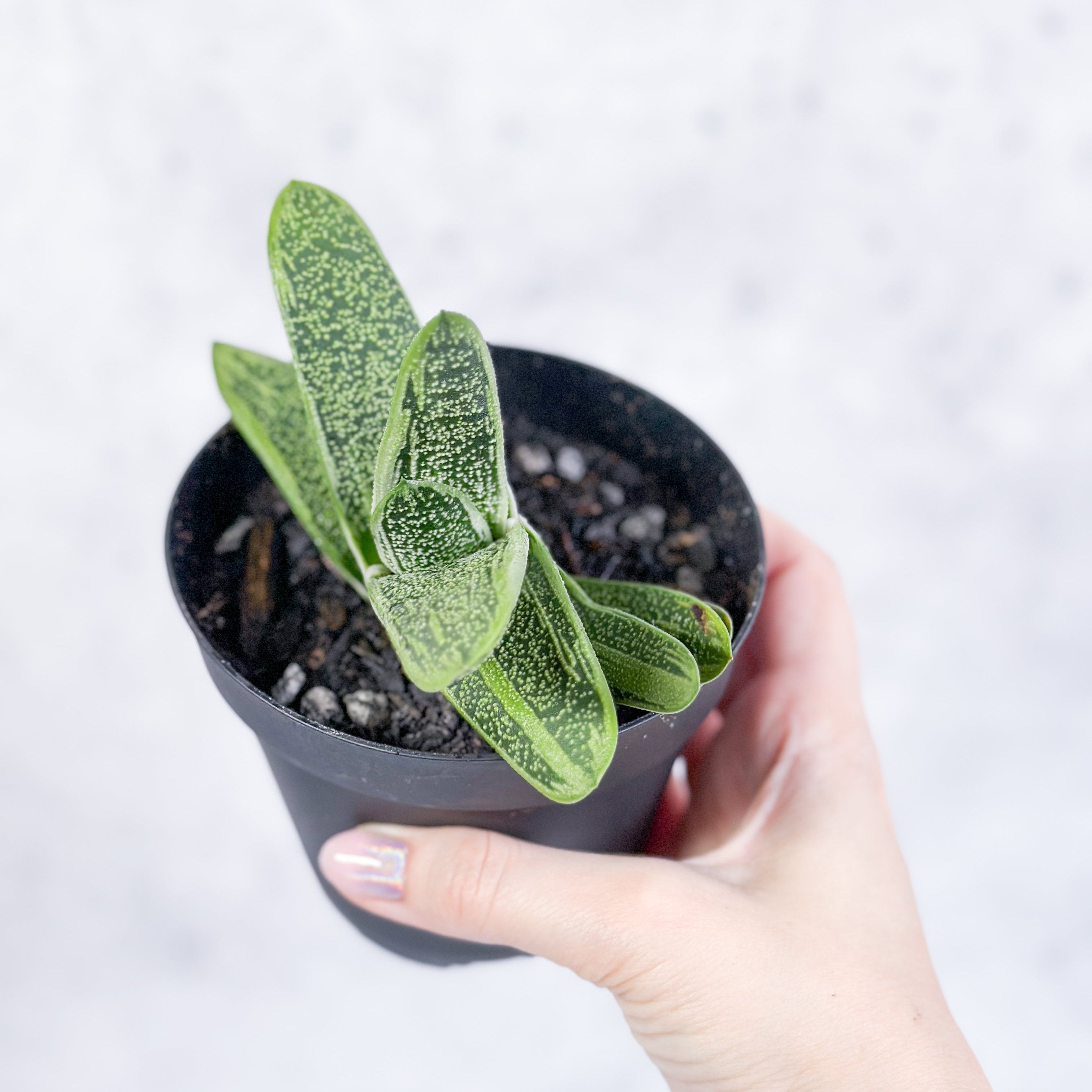 Gasteria 'Little Warty' - Little Warty Ox Tongue - 4 Inch – Northern ...