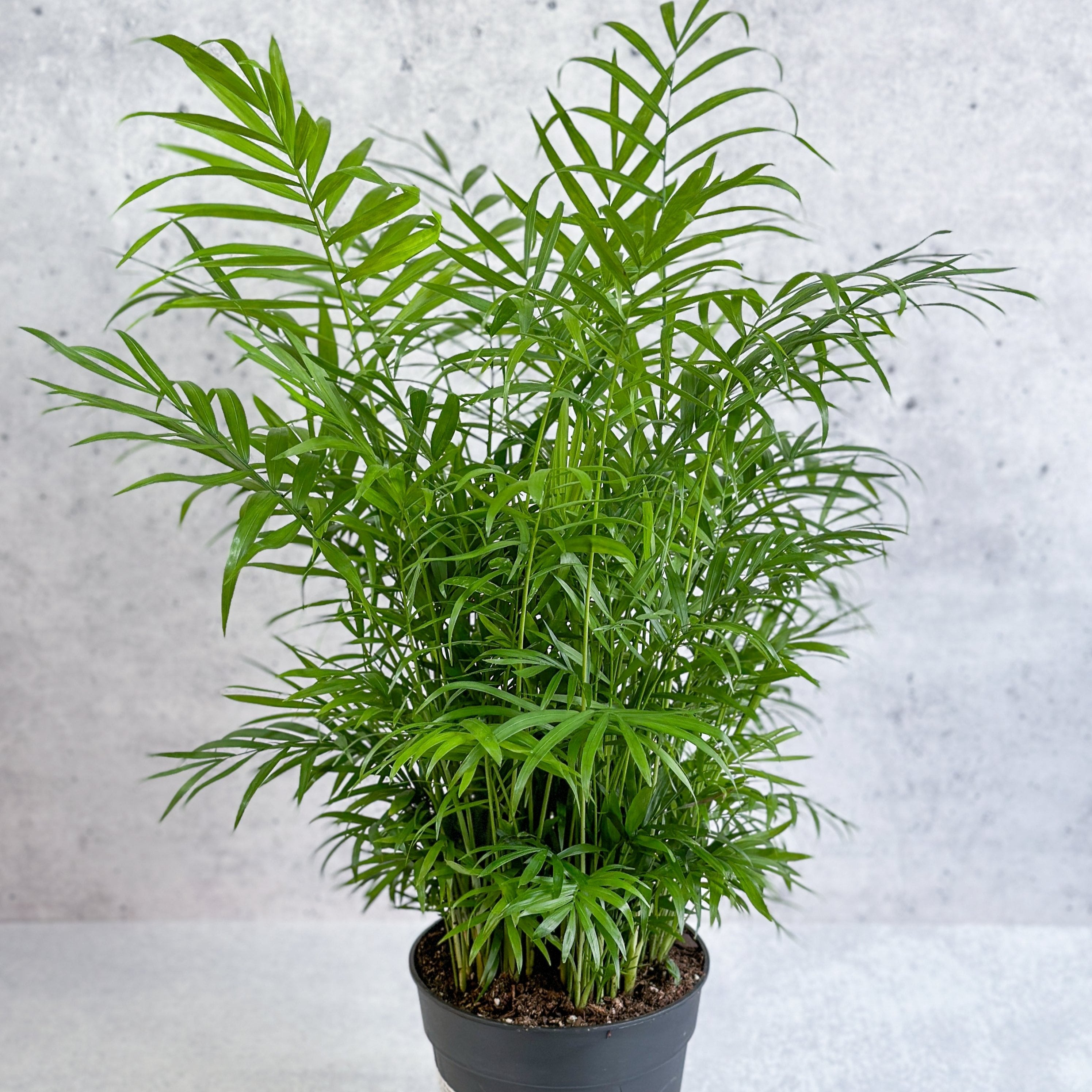 Neanthe - Bella Palm - Various Sizes – Northern Ridge Nursery