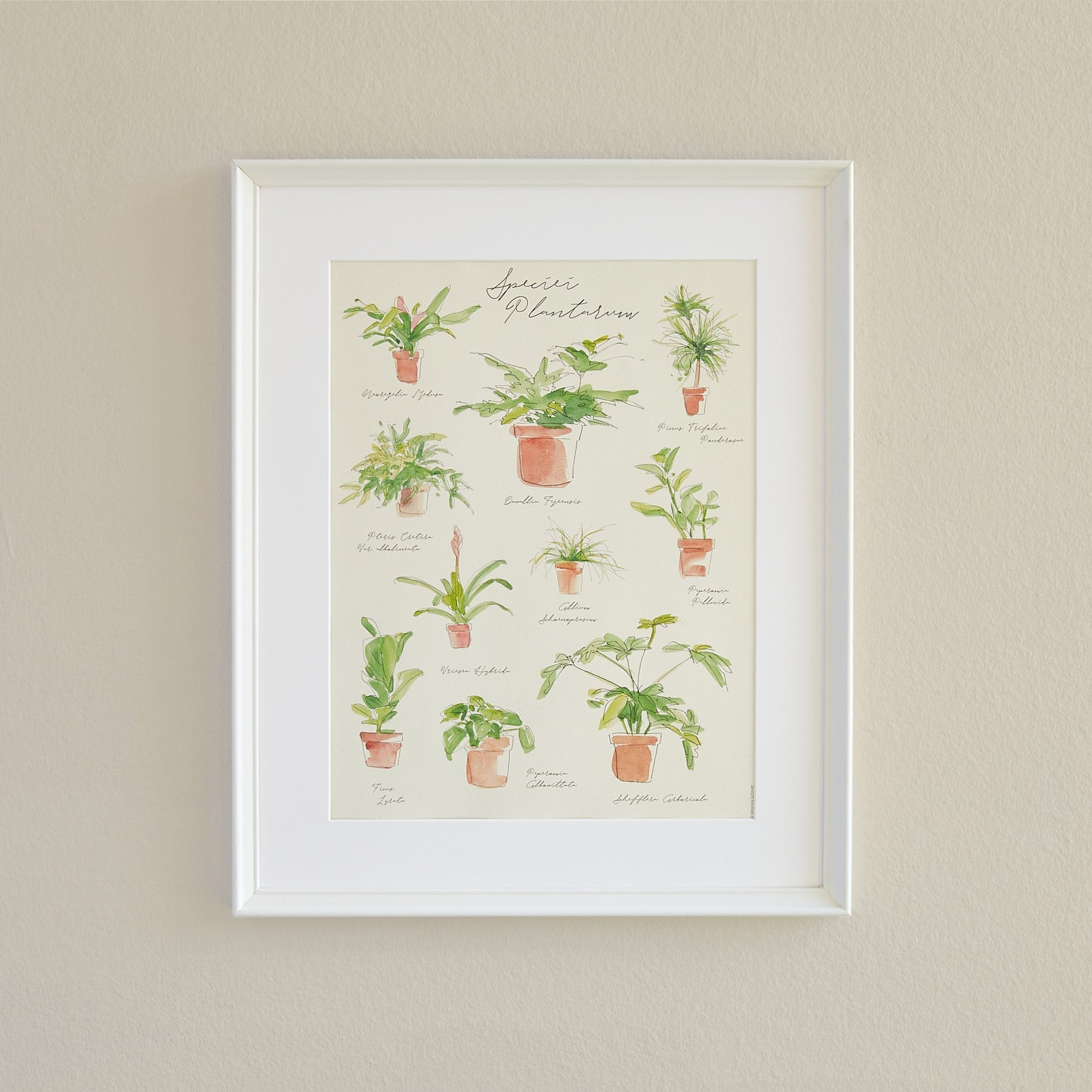 Plant Species Poster – Northern Ridge Nursery