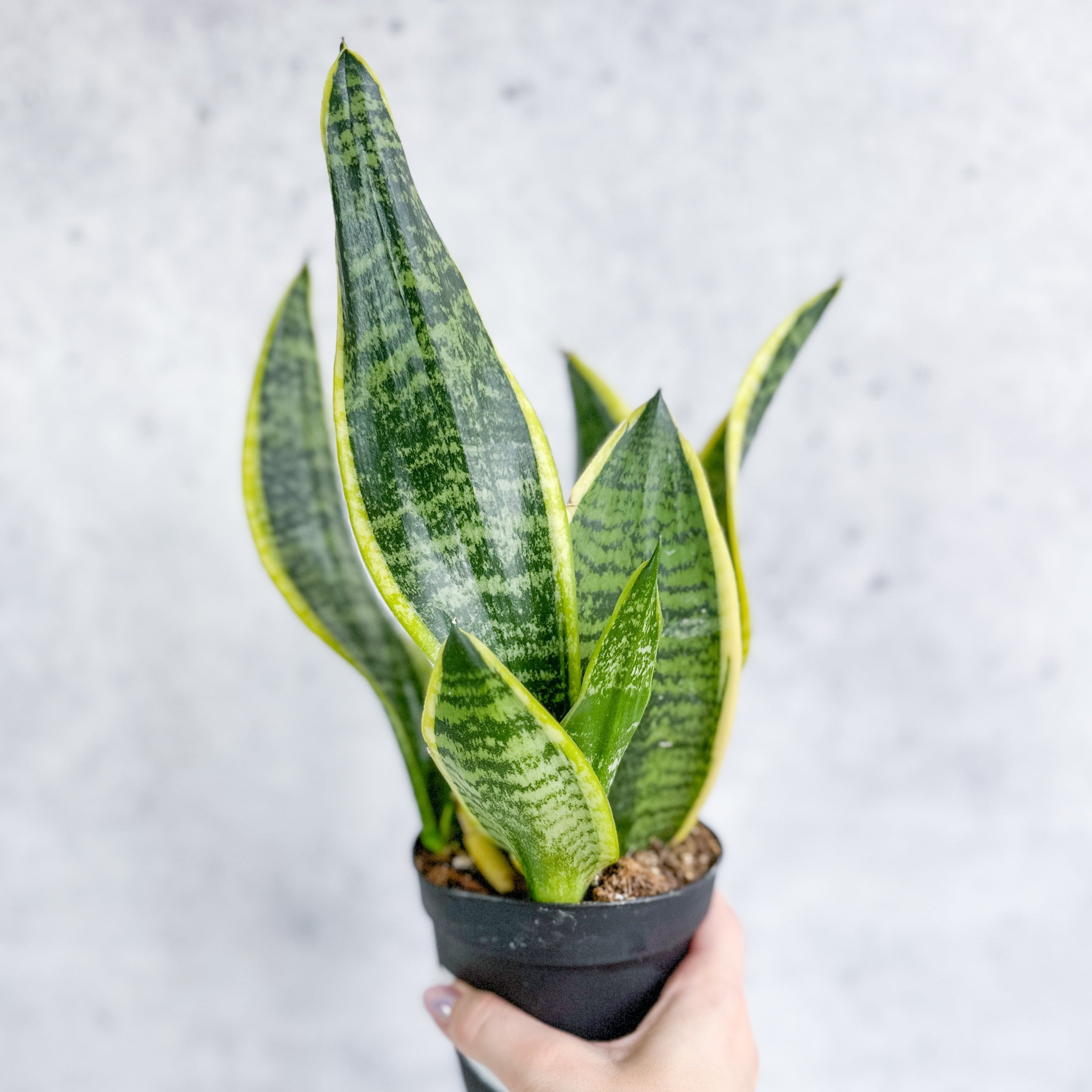 Sansevieria laurentii 'Robusta' - Yellow Variegated Snake Plant ...