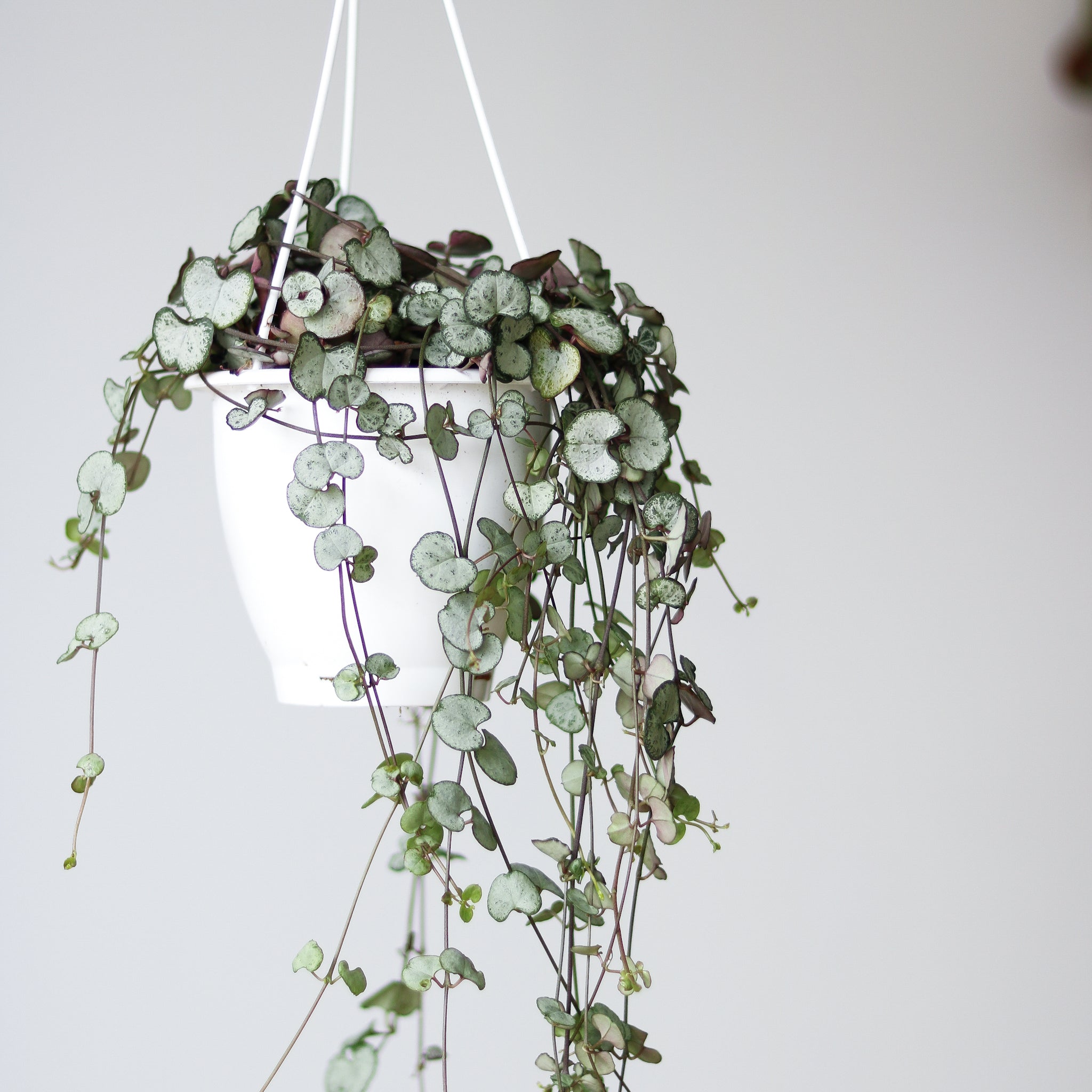 Silver Glory String of Hearts - Ceropegia linearis woodii – Northern ...