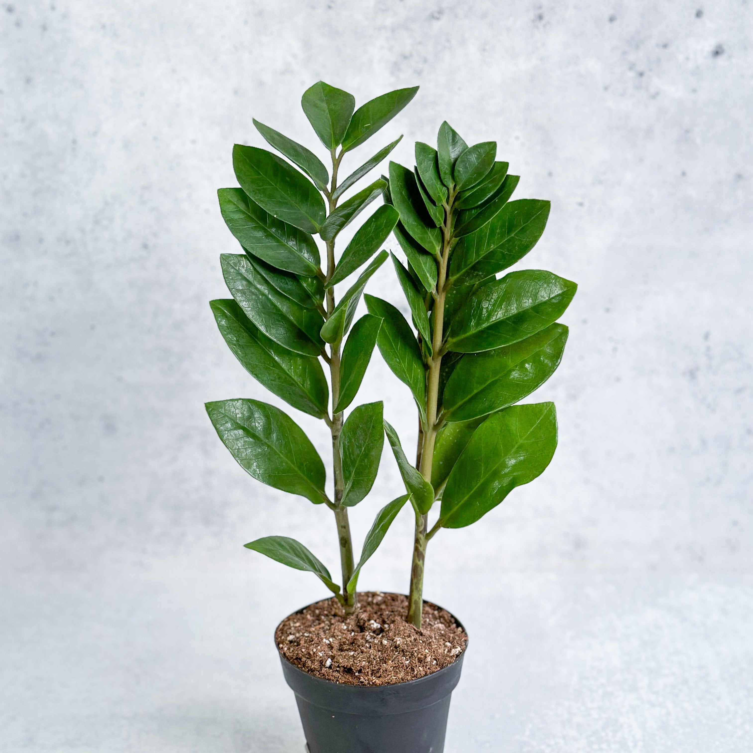 Zamioculcas zamiifolia - ZZ Plant - Various Sizes – Northern Ridge Nursery
