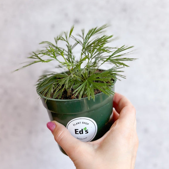 Actiniopteris australis - Eyelash Fern - 4 Inch – Northern Ridge Nursery