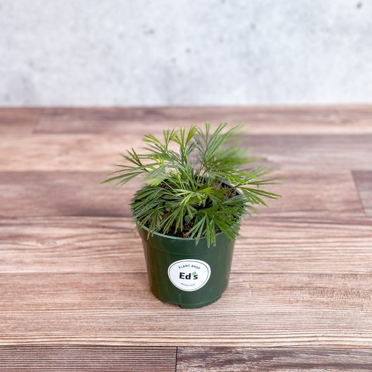 Actiniopteris australis - Eyelash Fern - 4 Inch – Northern Ridge Nursery