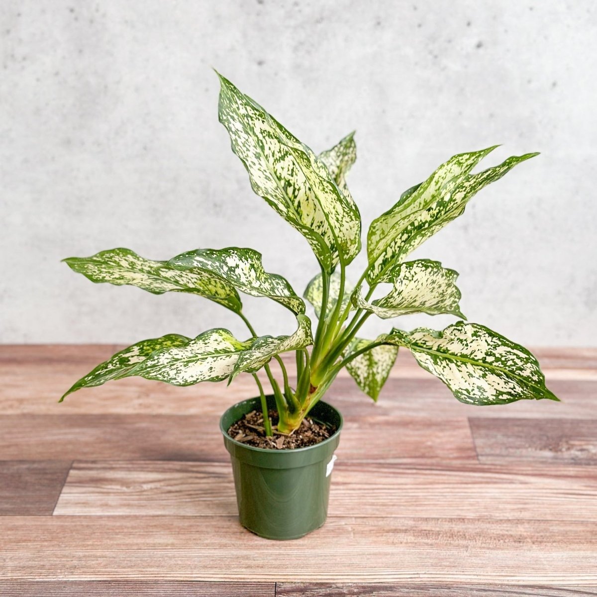 Aglaonema 'Spring Snow' Chinese Evergreen – Northern Ridge Nursery