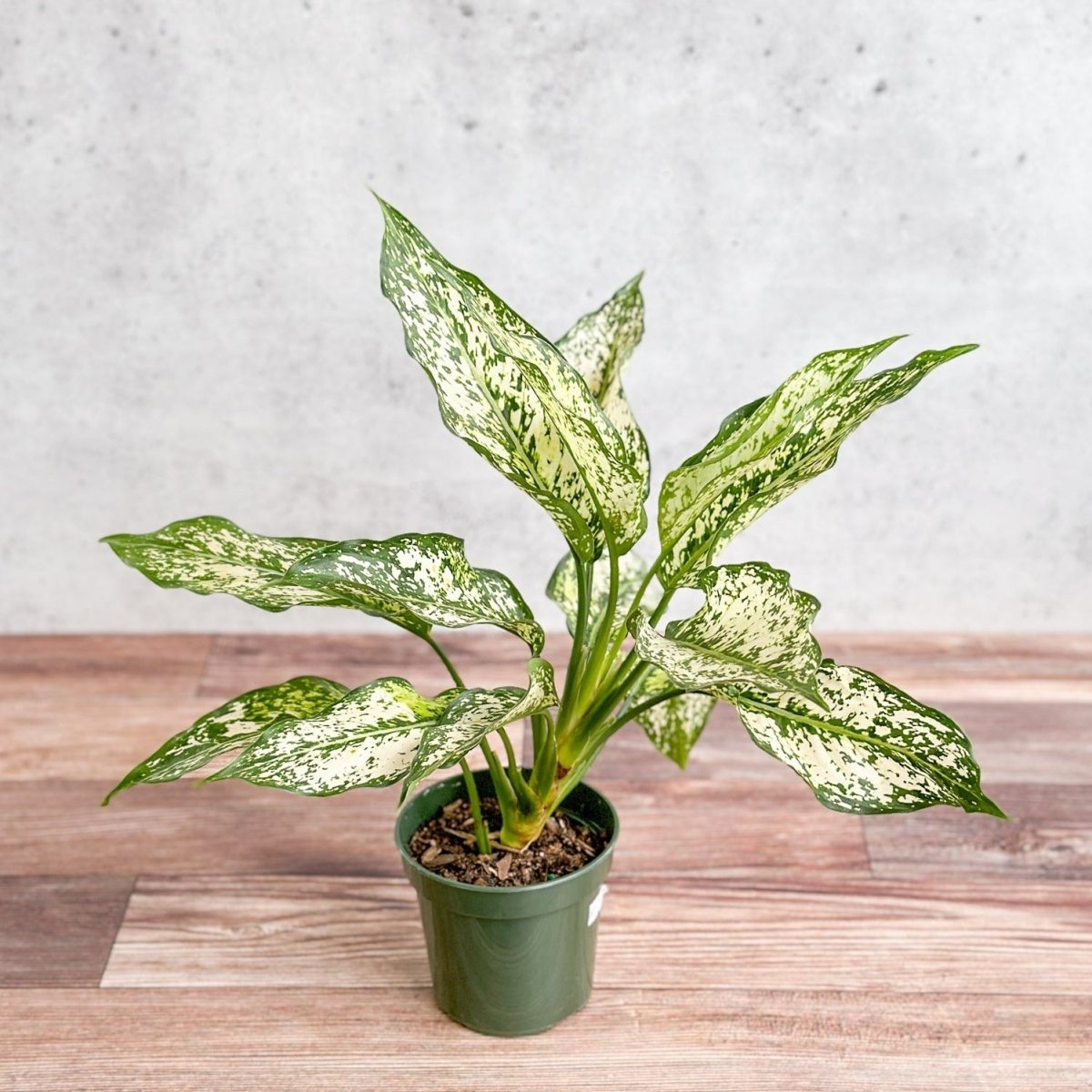 Aglaonema 'Spring Snow' Chinese Evergreen – Northern Ridge Nursery