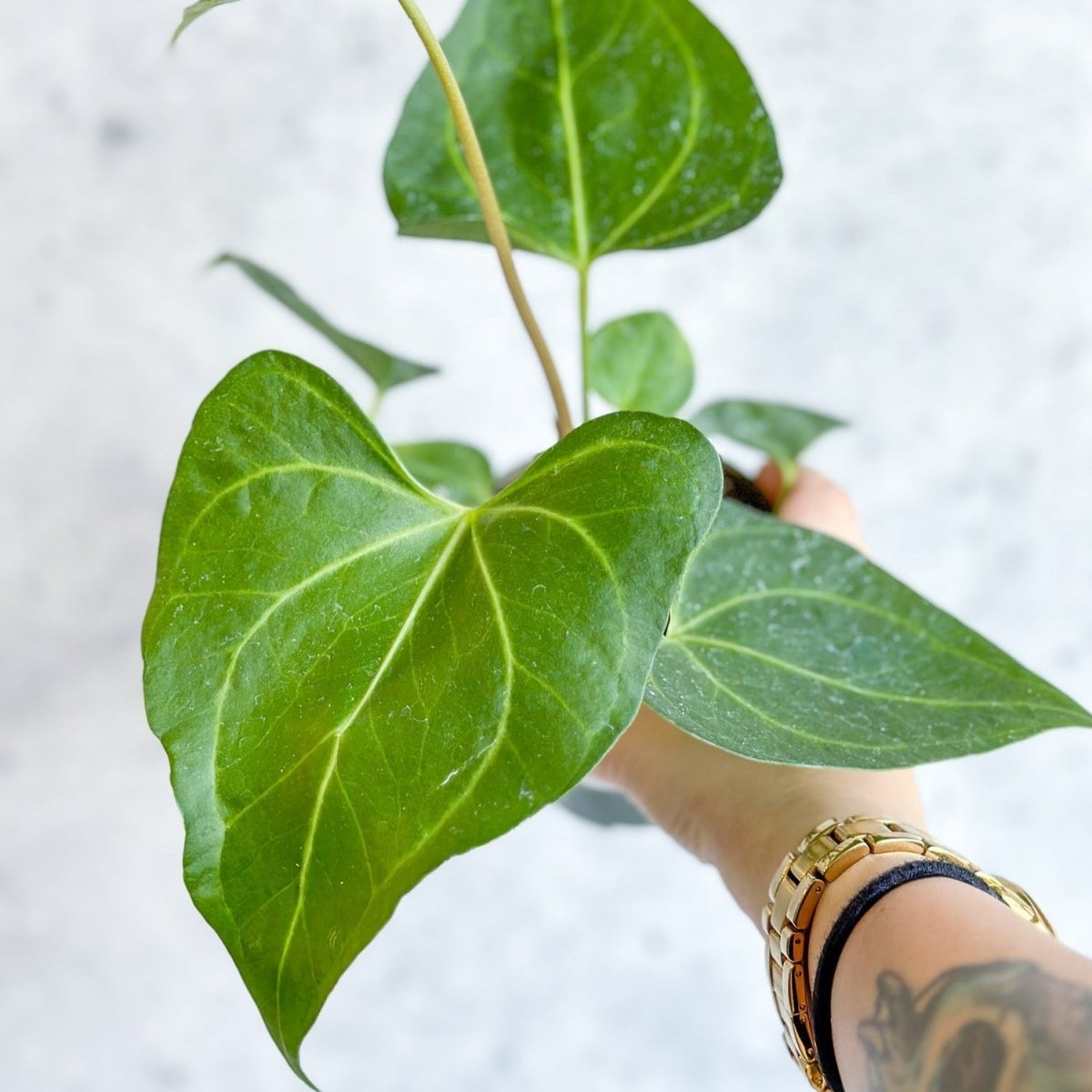 Anthurium clarinervium x pedatoradiatum - Velvet Cardboard Anthurium ...
