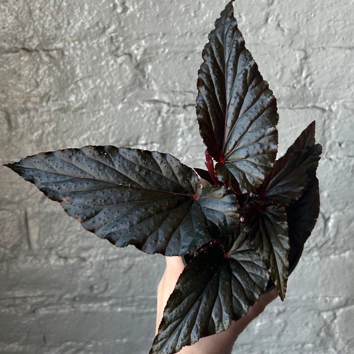 Begonia 'Black Magic' - Black Magic Begonia – Northern Ridge Nursery