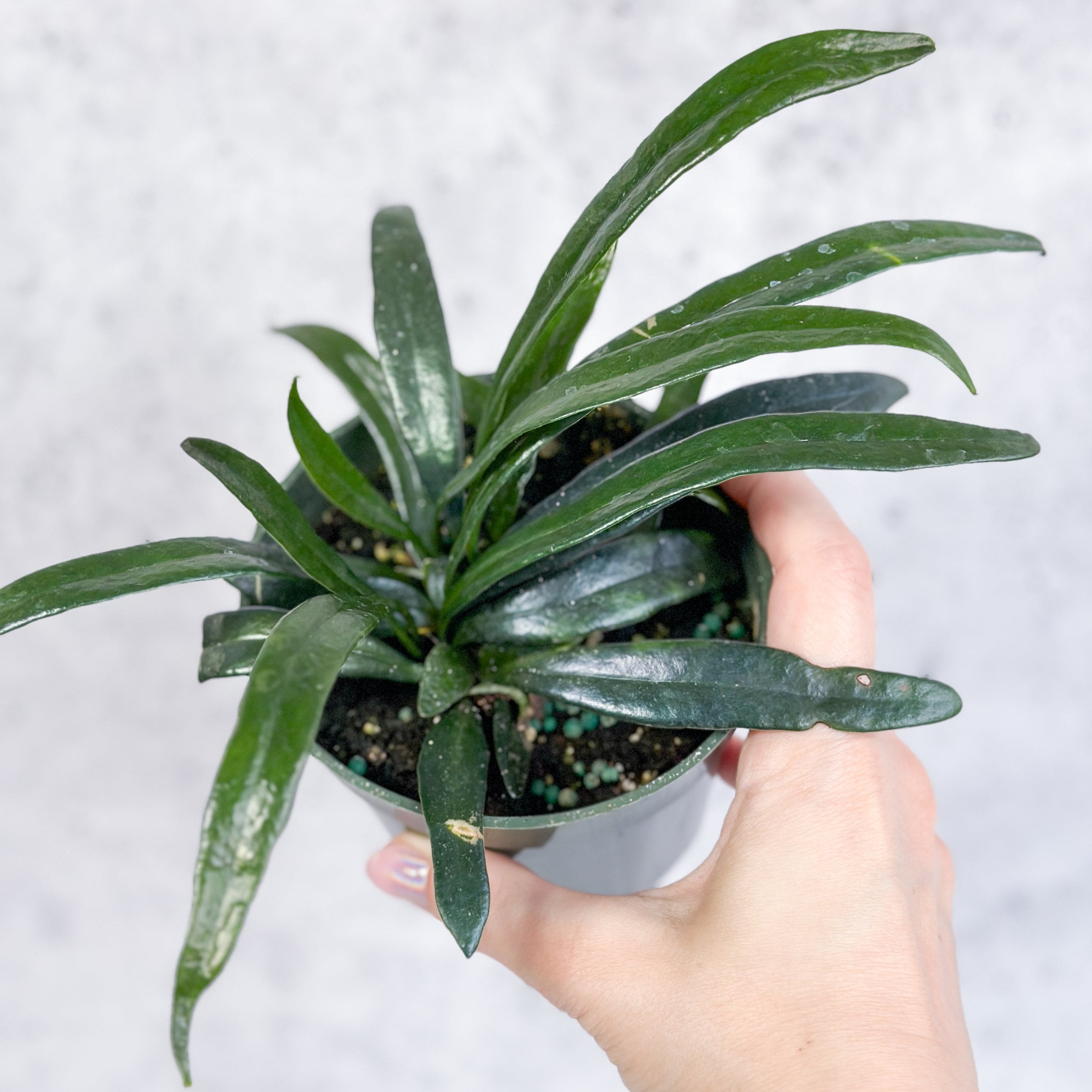 Microsorum thailandicum - Blue Oil Fern - 4 Inch – Northern Ridge Nursery
