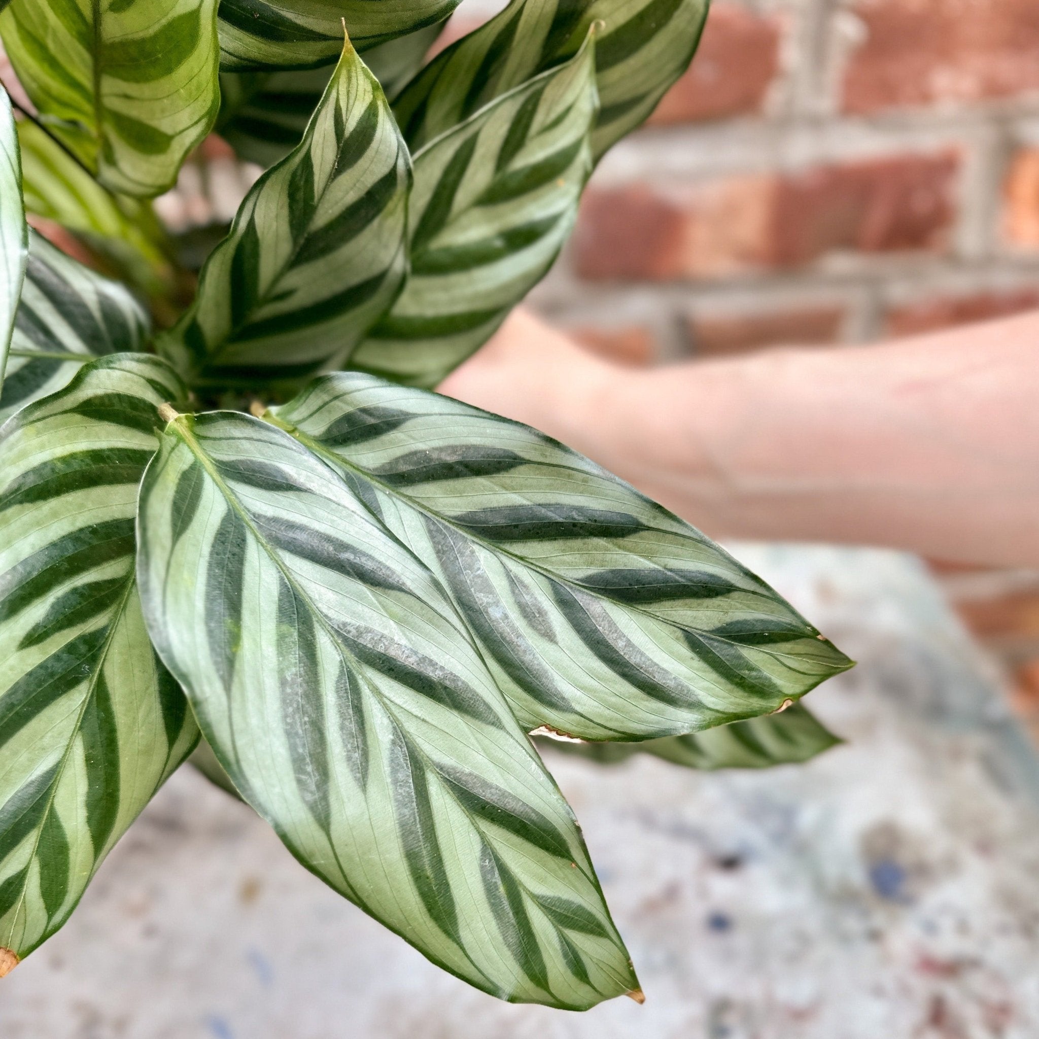 Calathea Leopardina - Concinna 'Freddie' – Northern Ridge Nursery