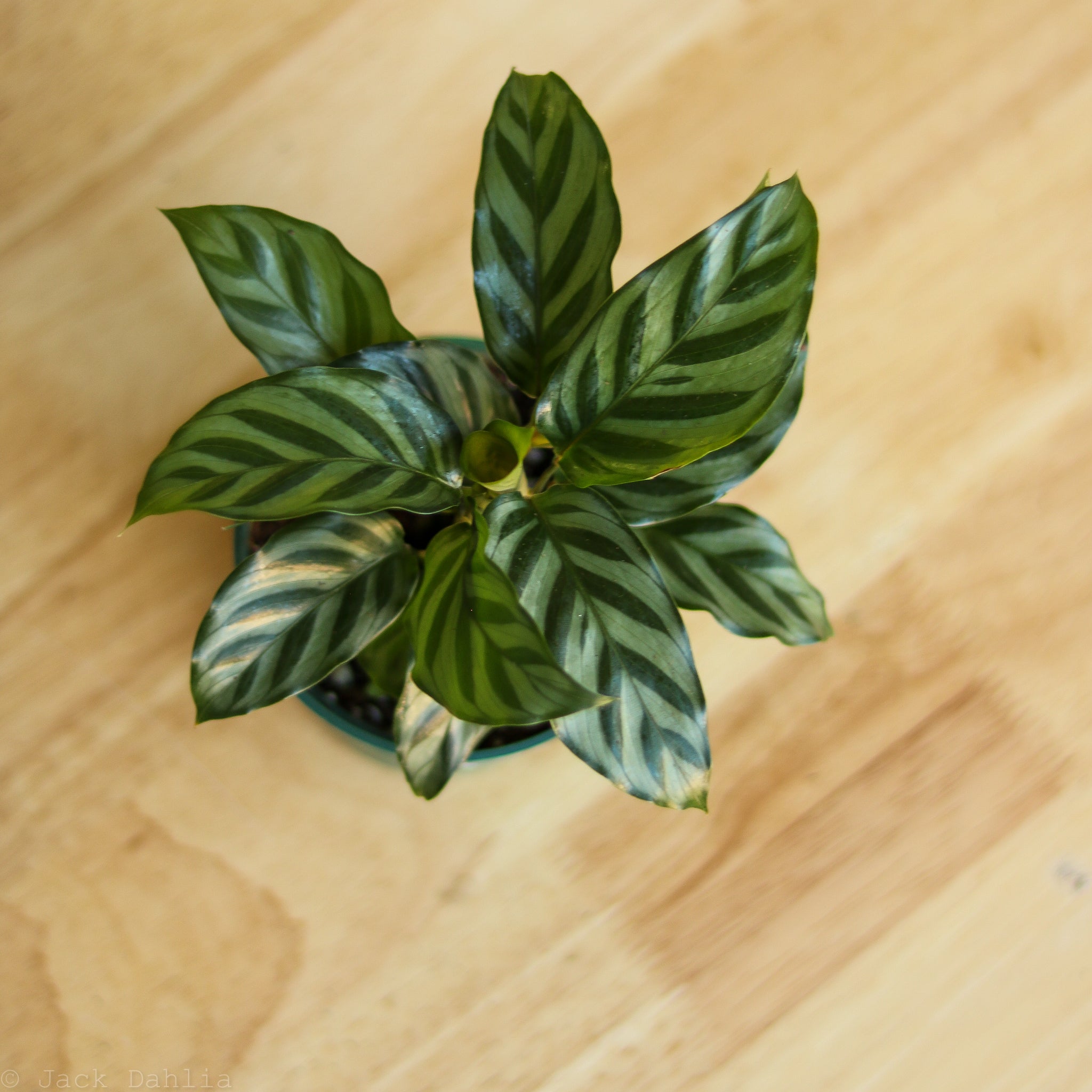 Calathea Leopardina - Concinna 'Freddie' – Northern Ridge Nursery