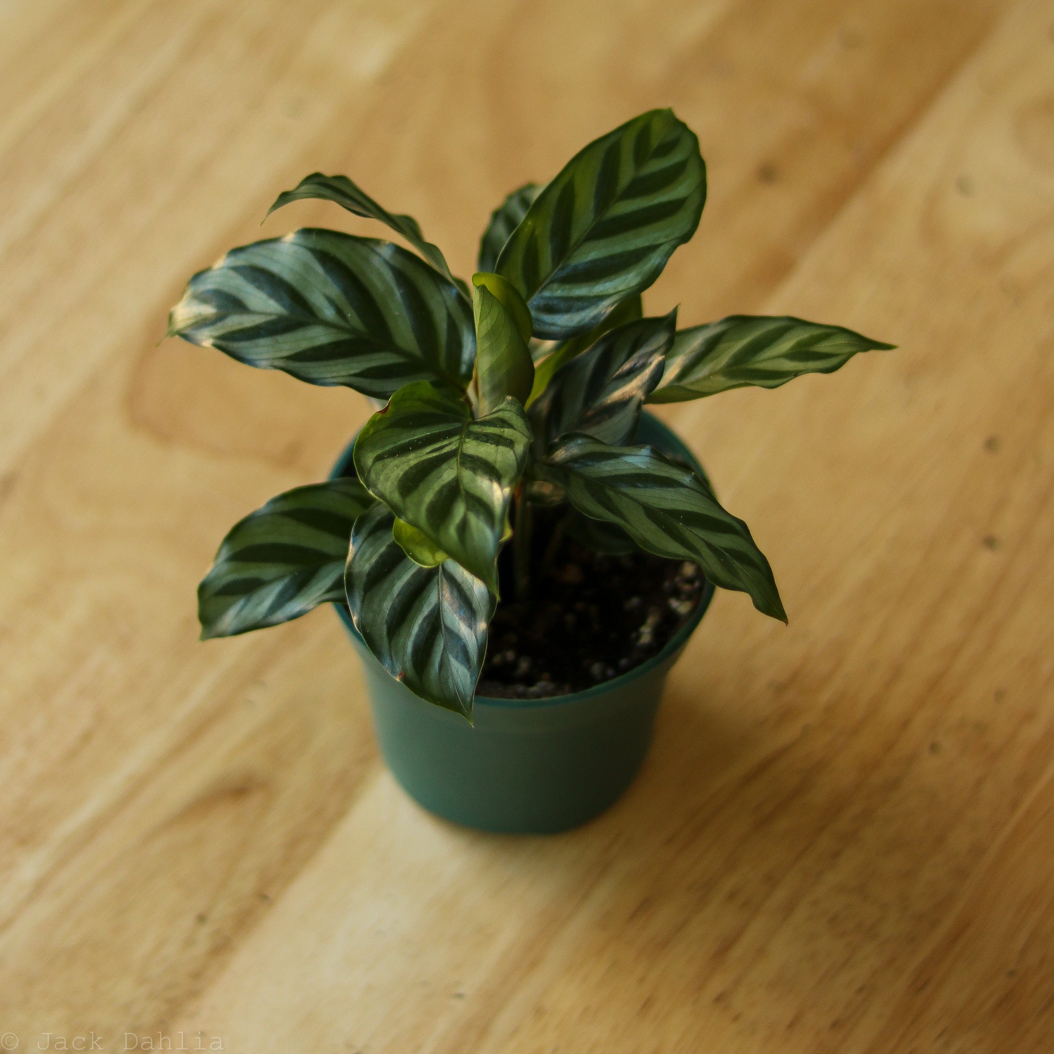 Calathea Leopardina - Concinna 'Freddie' – Northern Ridge Nursery