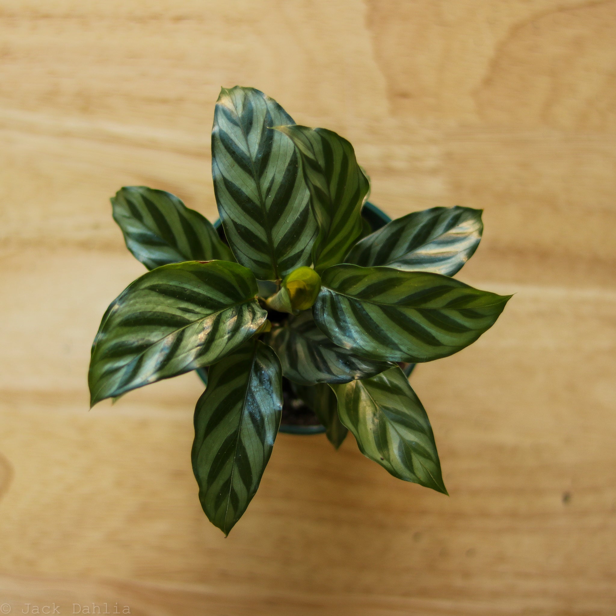 Calathea Leopardina - Concinna 'Freddie' – Northern Ridge Nursery