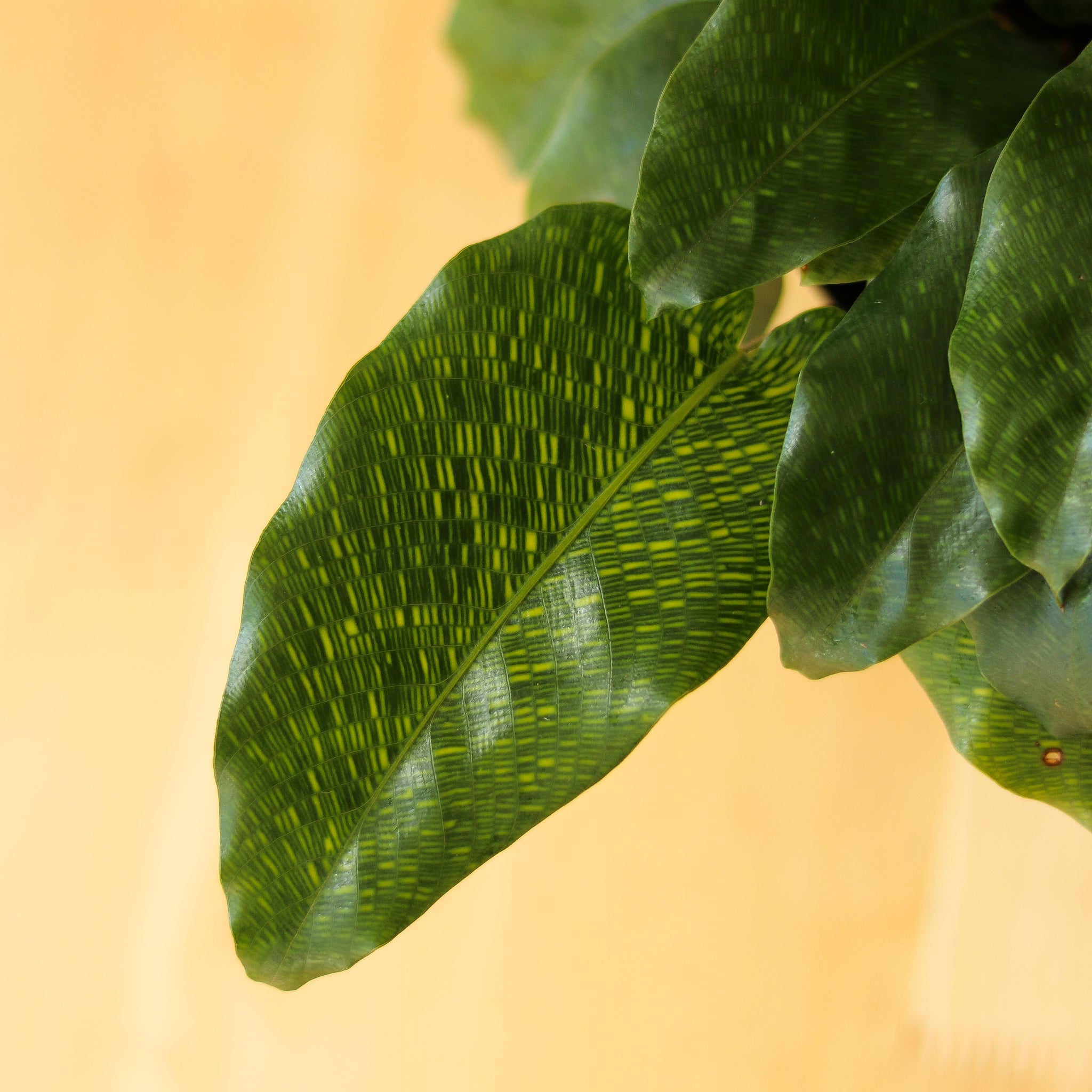 Calathea musaica ‘Network’ – Northern Ridge Nursery